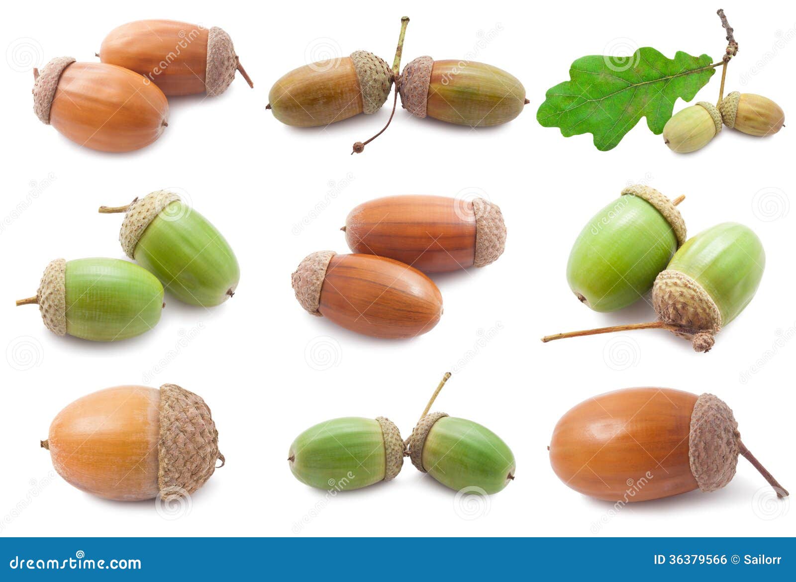 Acorns stock photo. Image of nature, brown, botany, seasonal - 36379566