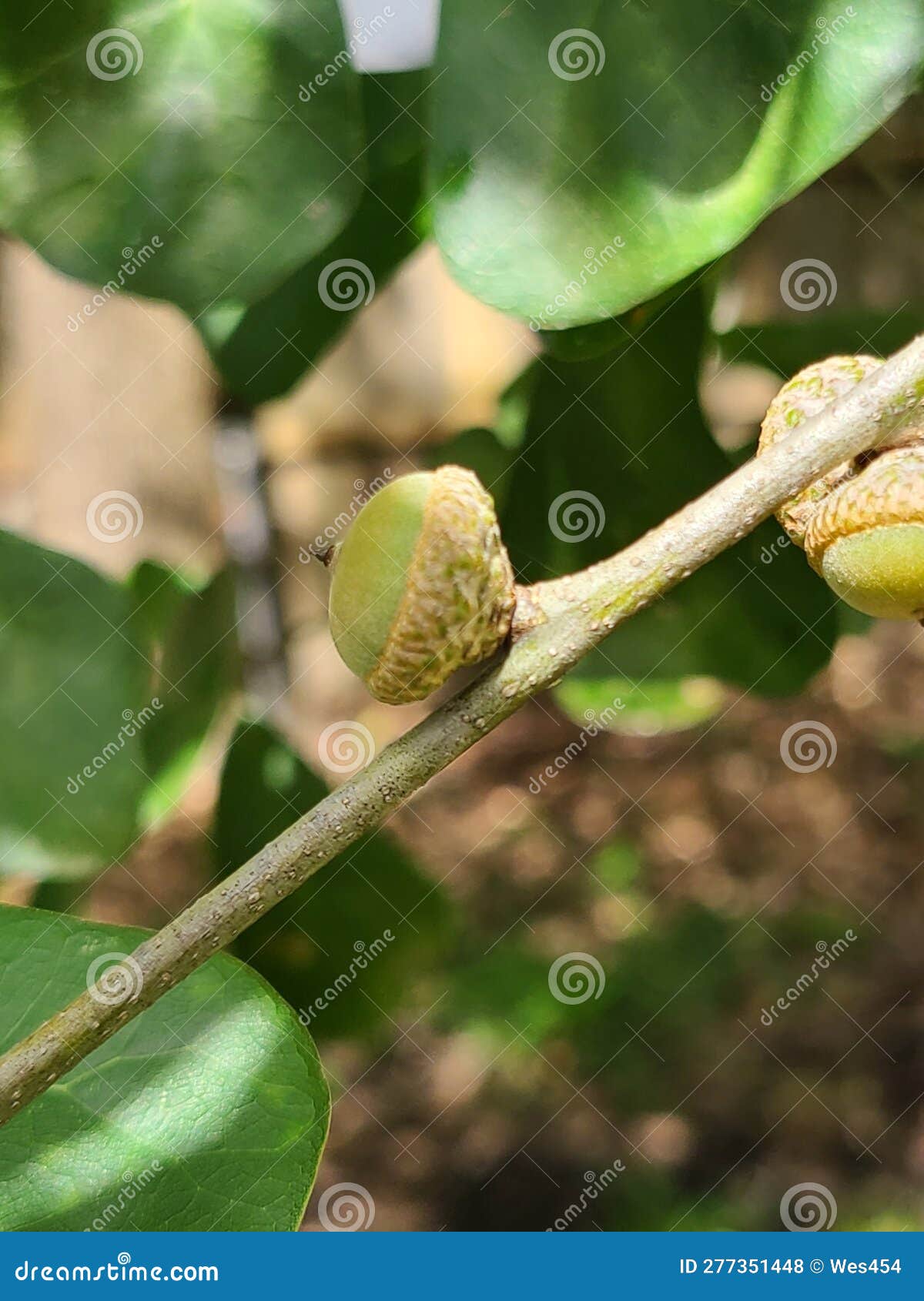 Acorns Beginning To Form on the Stem Stock Photo - Image of evergreen ...