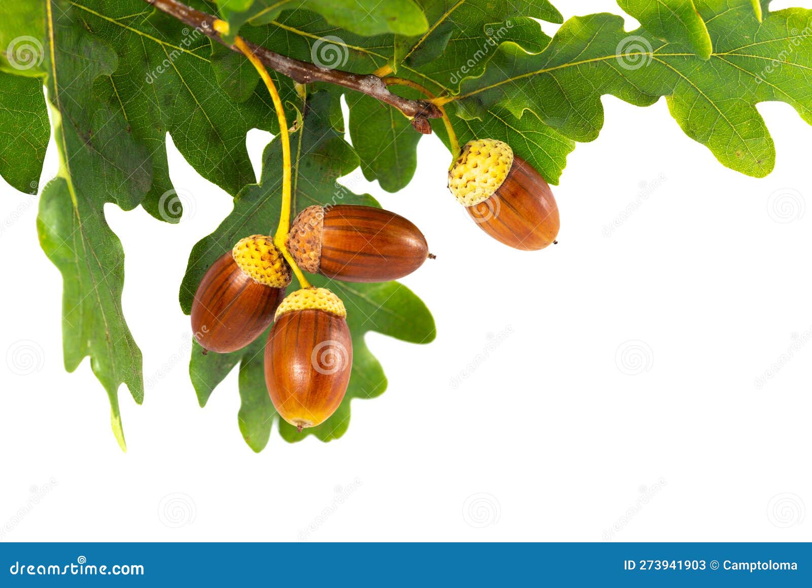 Acorns and Branch with Leaves White Background Stock Image - Image of ...