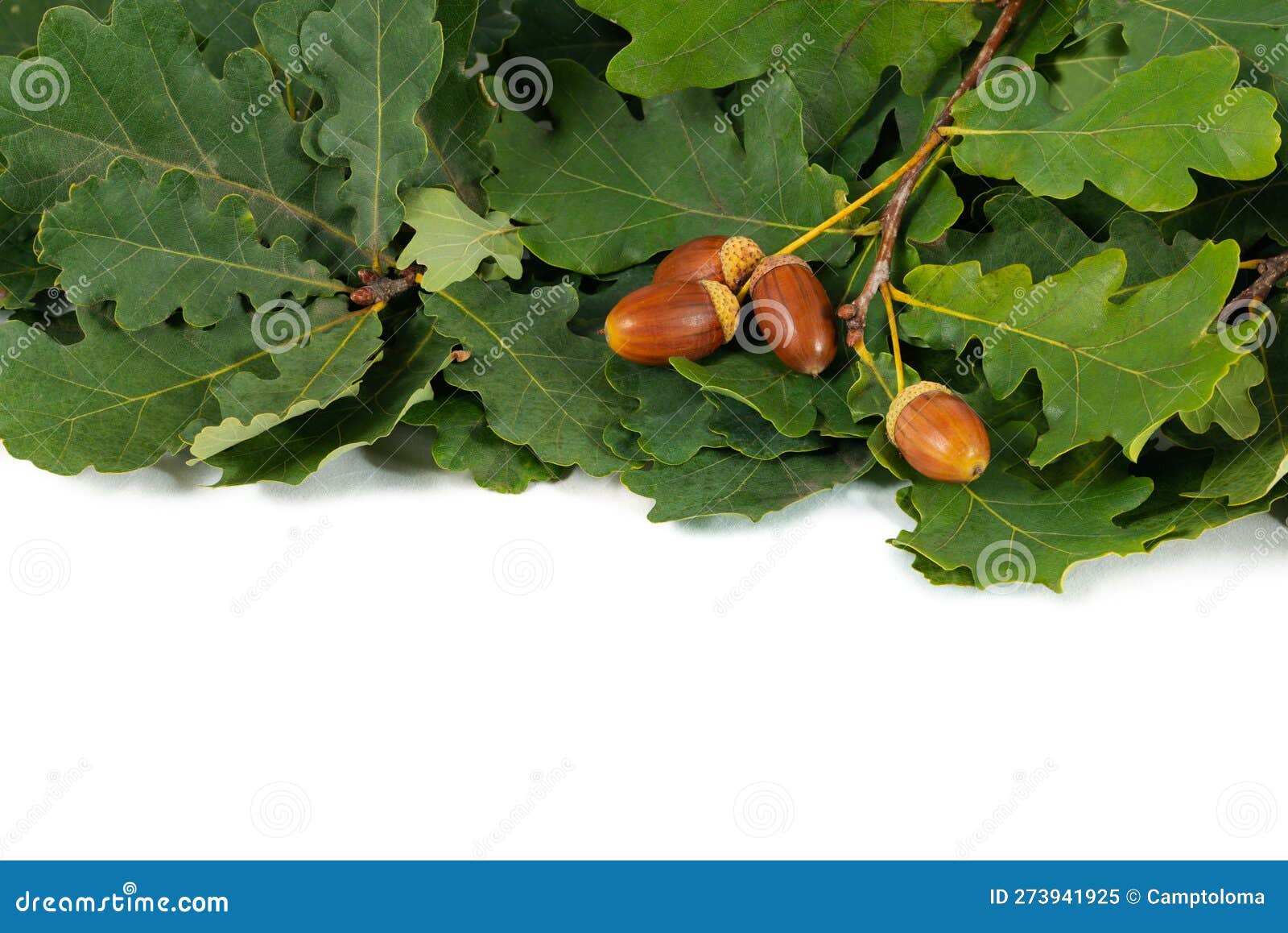 Acorns and Branch with Leaves White Background Stock Image - Image of ...