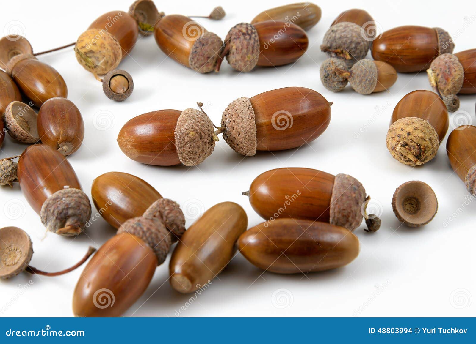 Acorns stock photo. Image of food, objects, white, acorns - 48803994