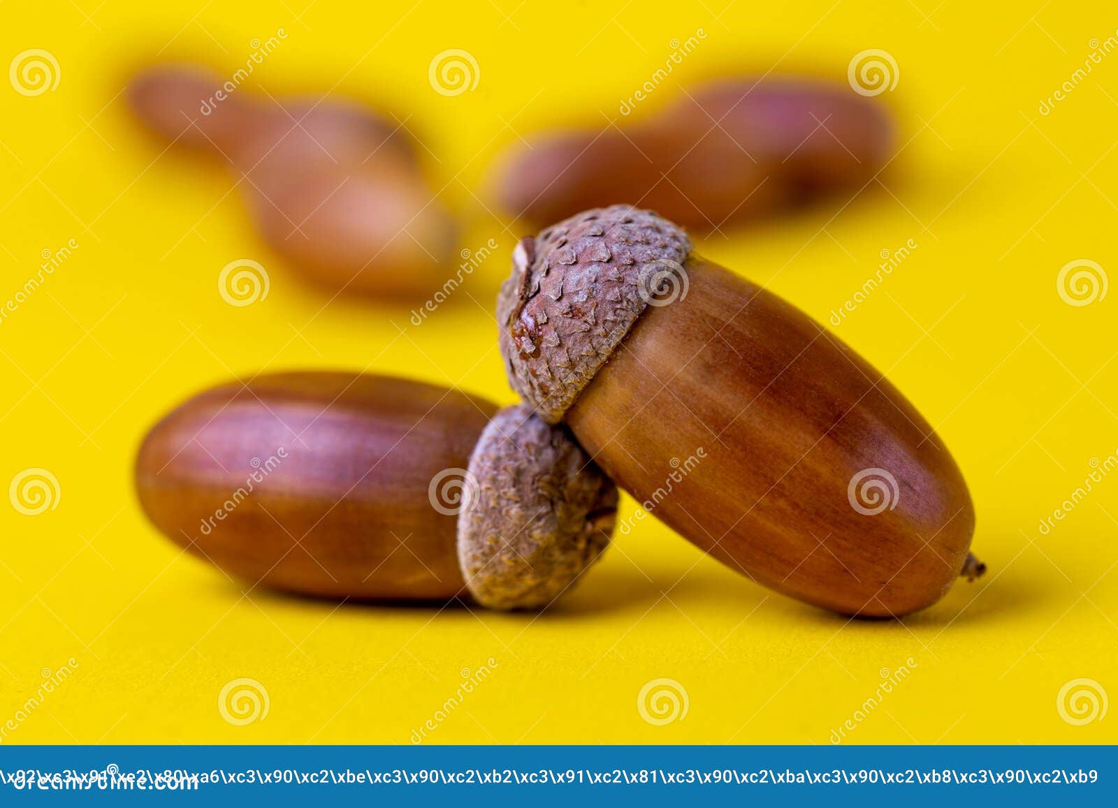 Acorns Close Up Isolated on Yellow Background. Stock Photo - Image of ...
