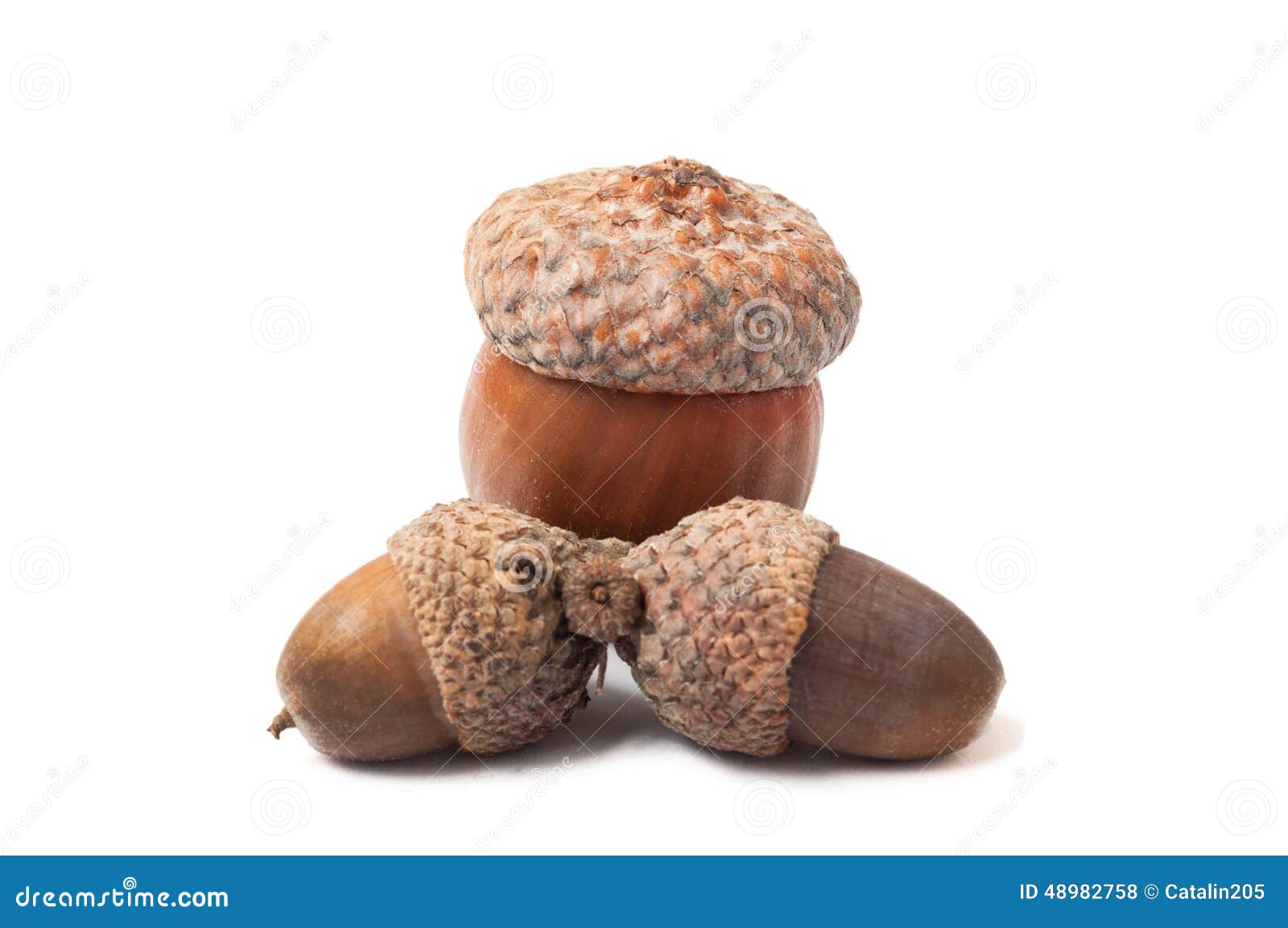 Acorns concept stock photo. Image of close, botany, autumn - 48982758