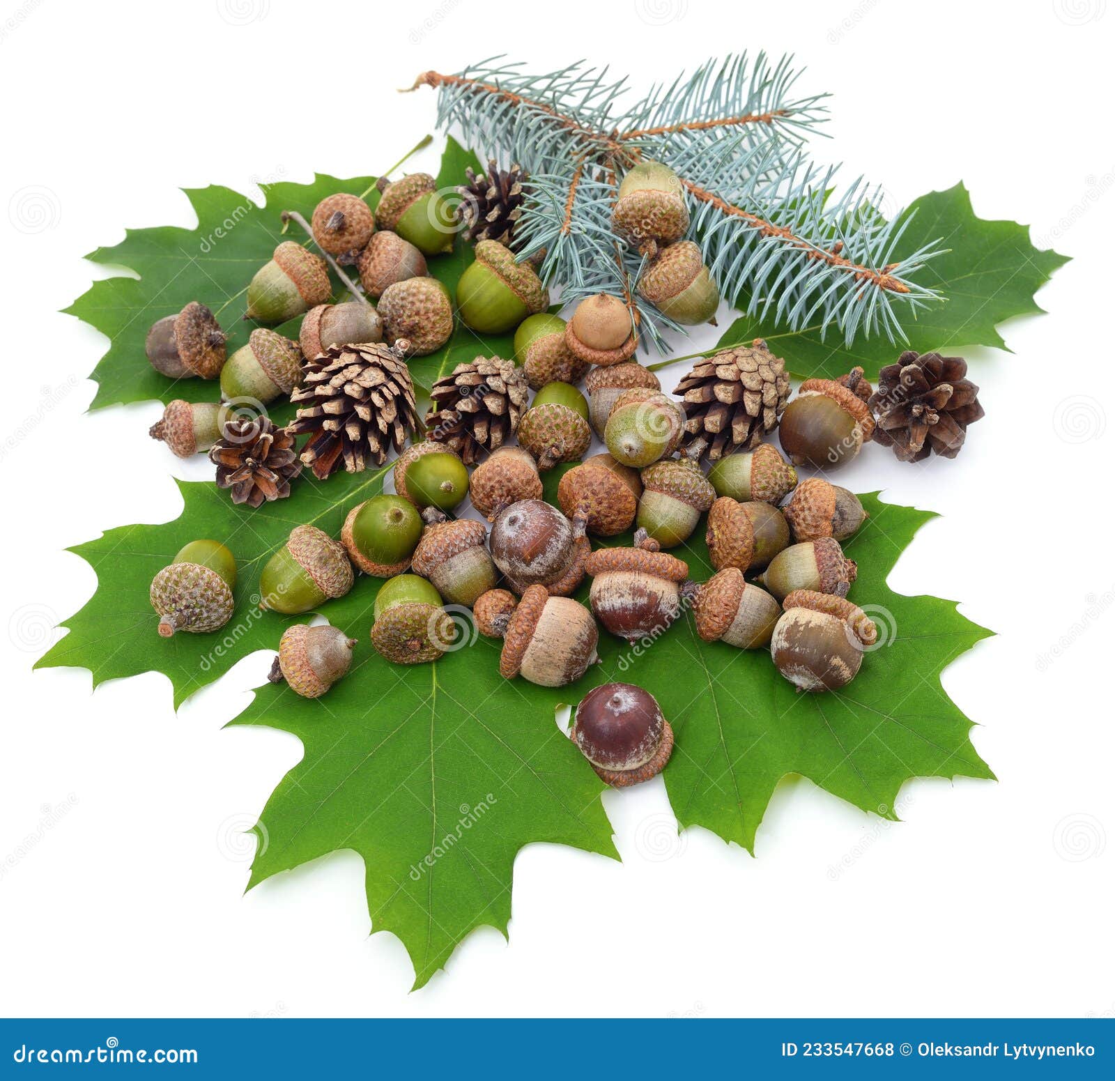 Acorns and cones stock photo. Image of colourful, nature - 233547668
