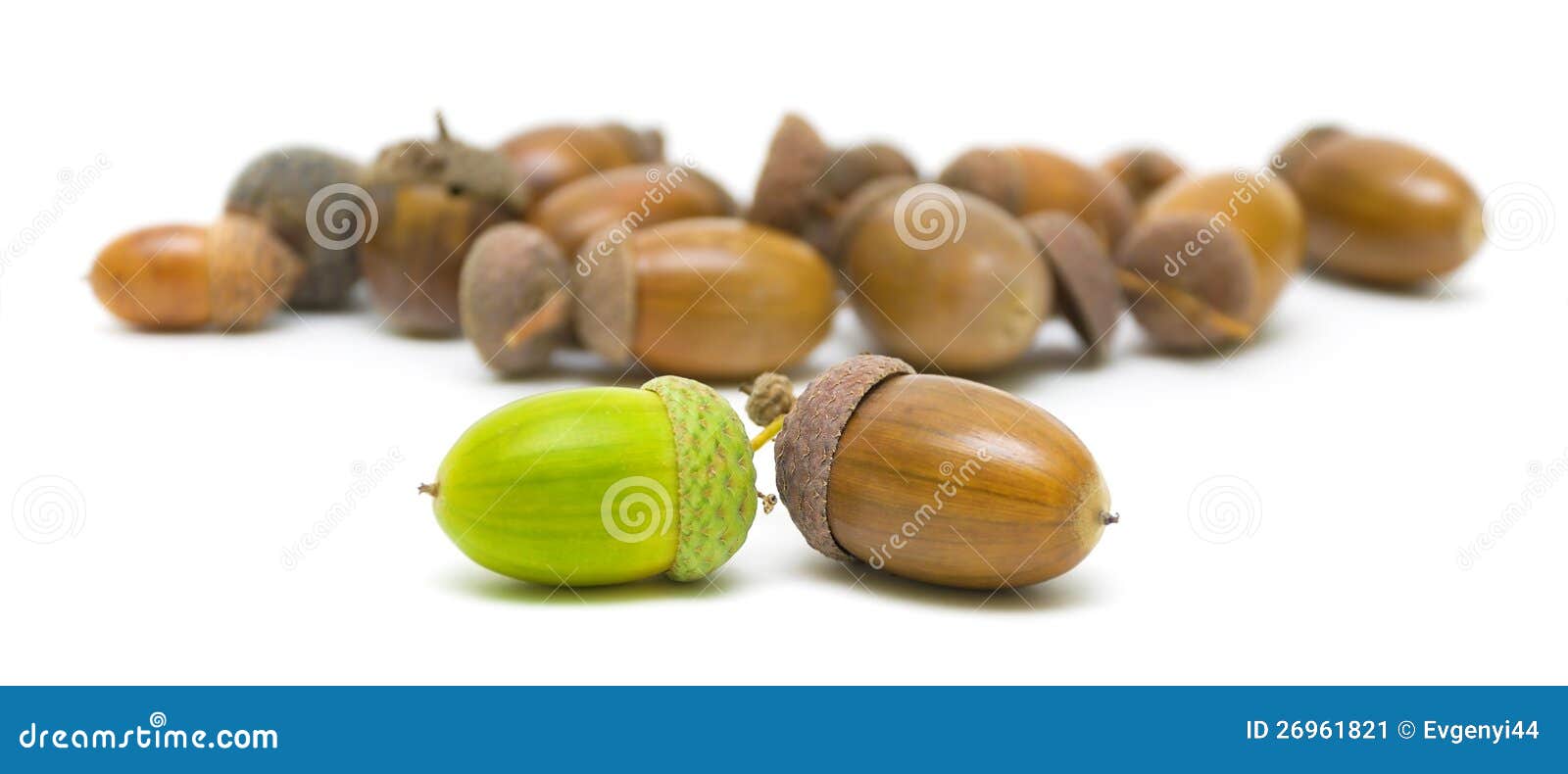Acorns of Different Colors on a White Background Stock Image - Image of ...