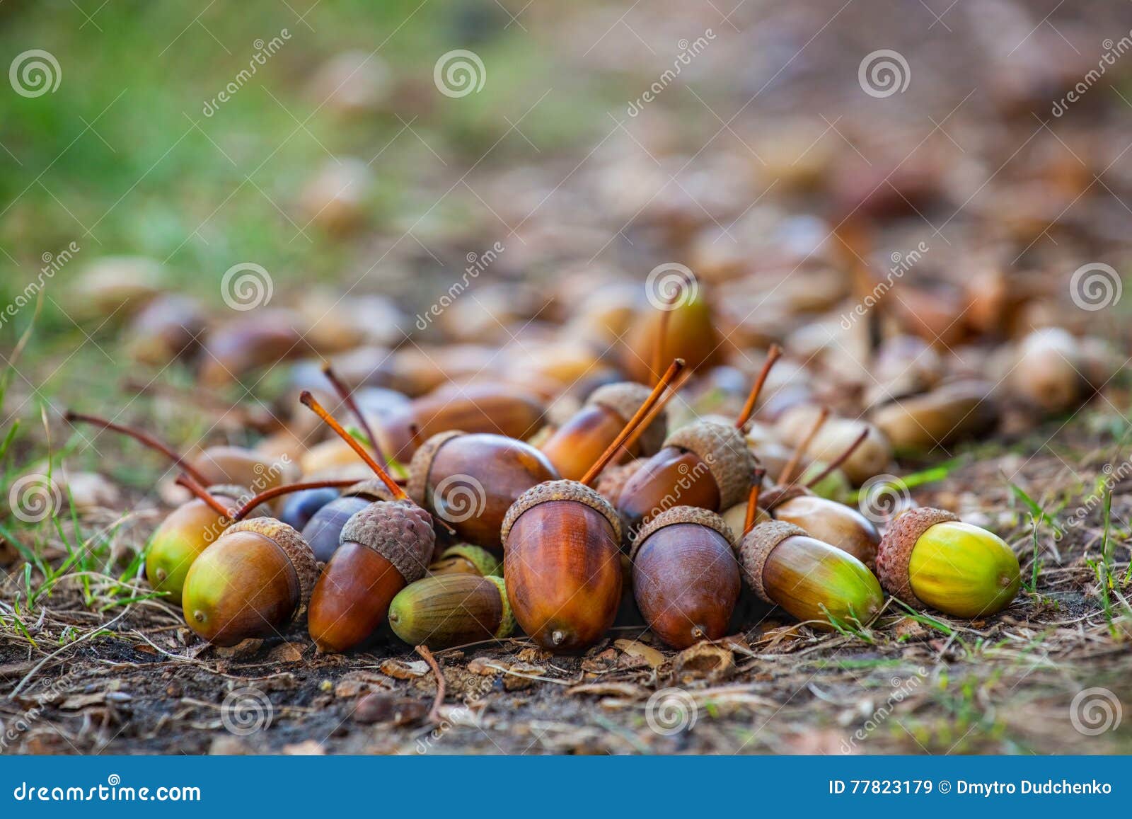 Acorns Different Maturity and Sizes Lie on the Floor Under the Oak Tree ...