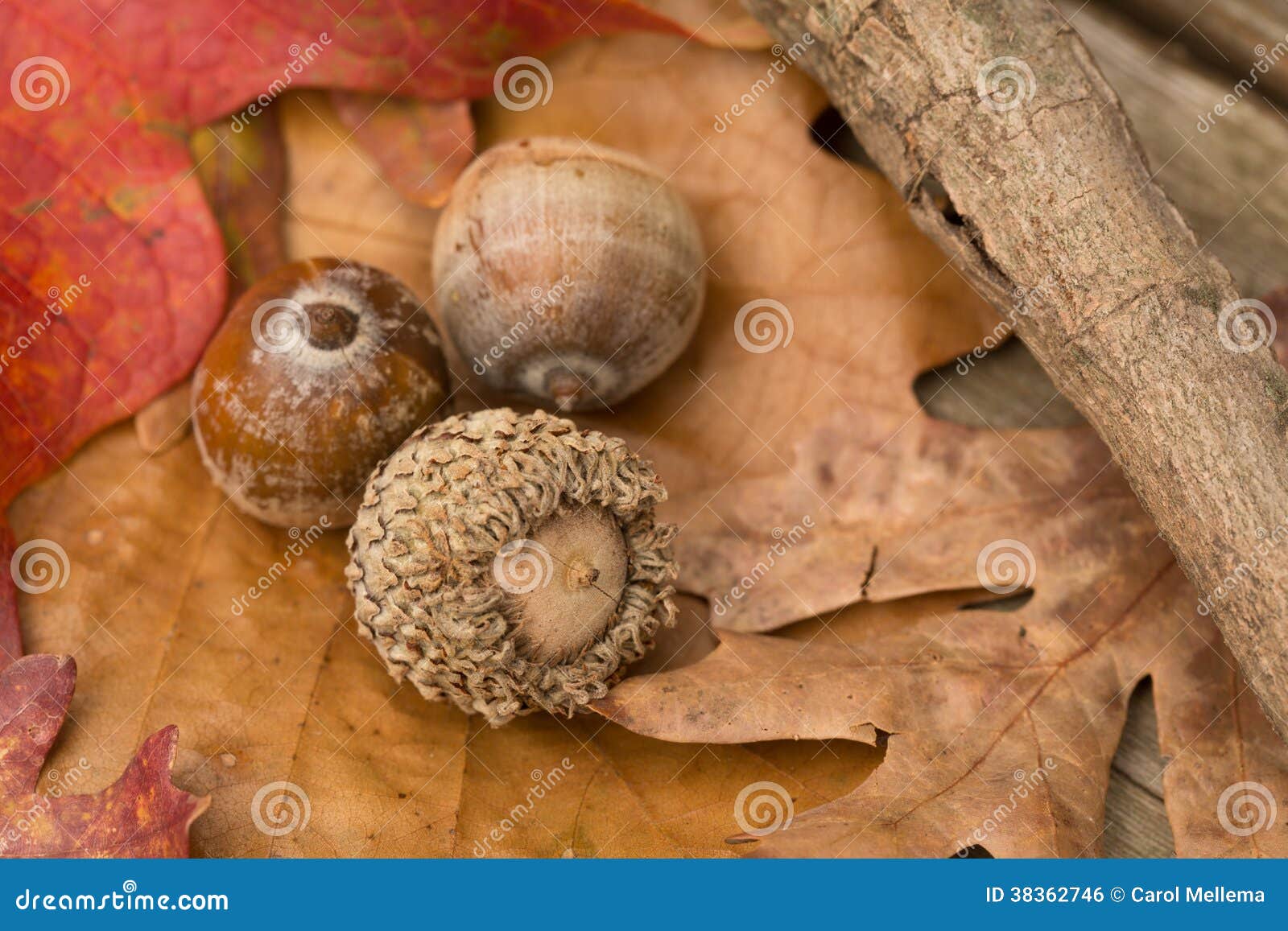 Acorns and Fall Leaves stock photo. Image of leaf, natural - 38362746