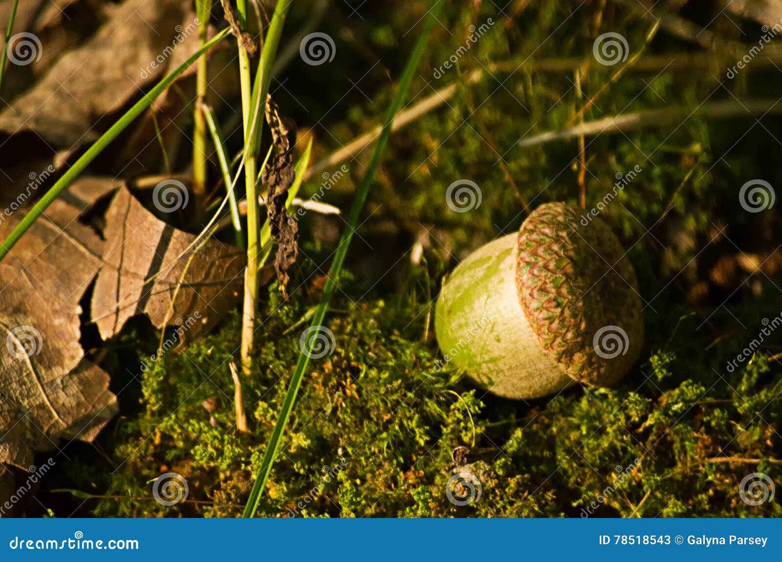 Acorns stock image. Image of bokeh, green, autumnal, forest - 78518543