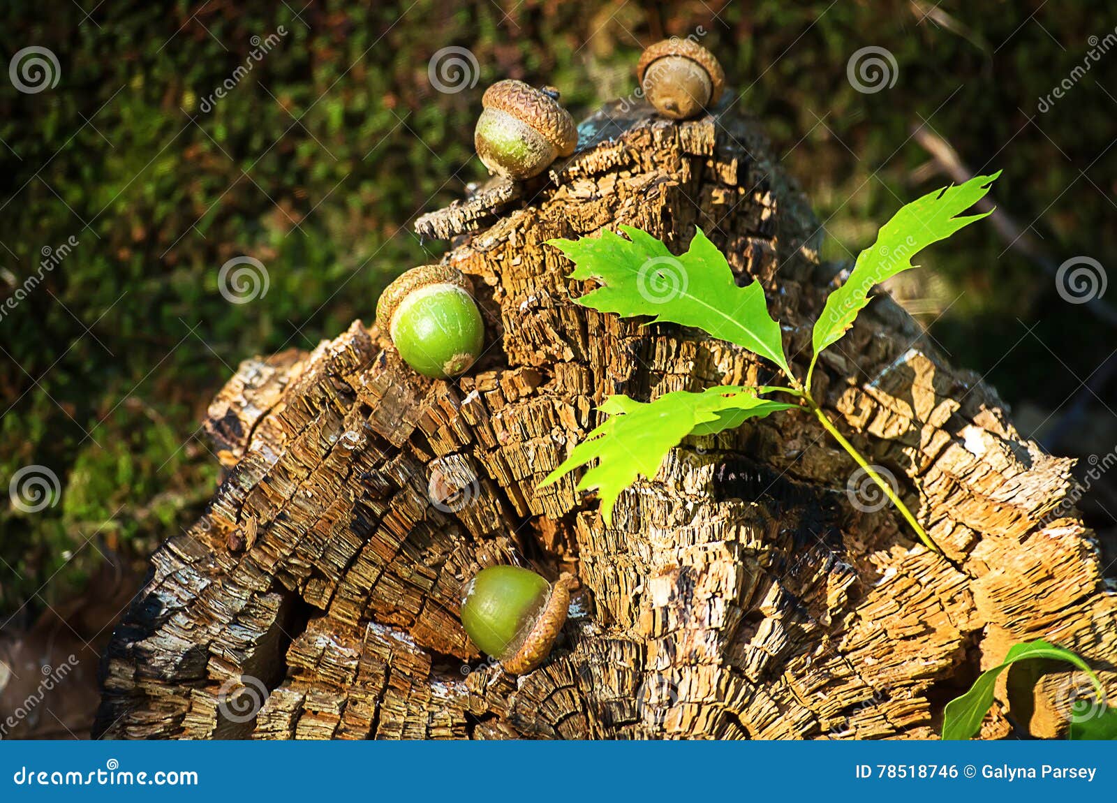 Acorns stock photo. Image of green, acorn, decor, acorns - 78518746