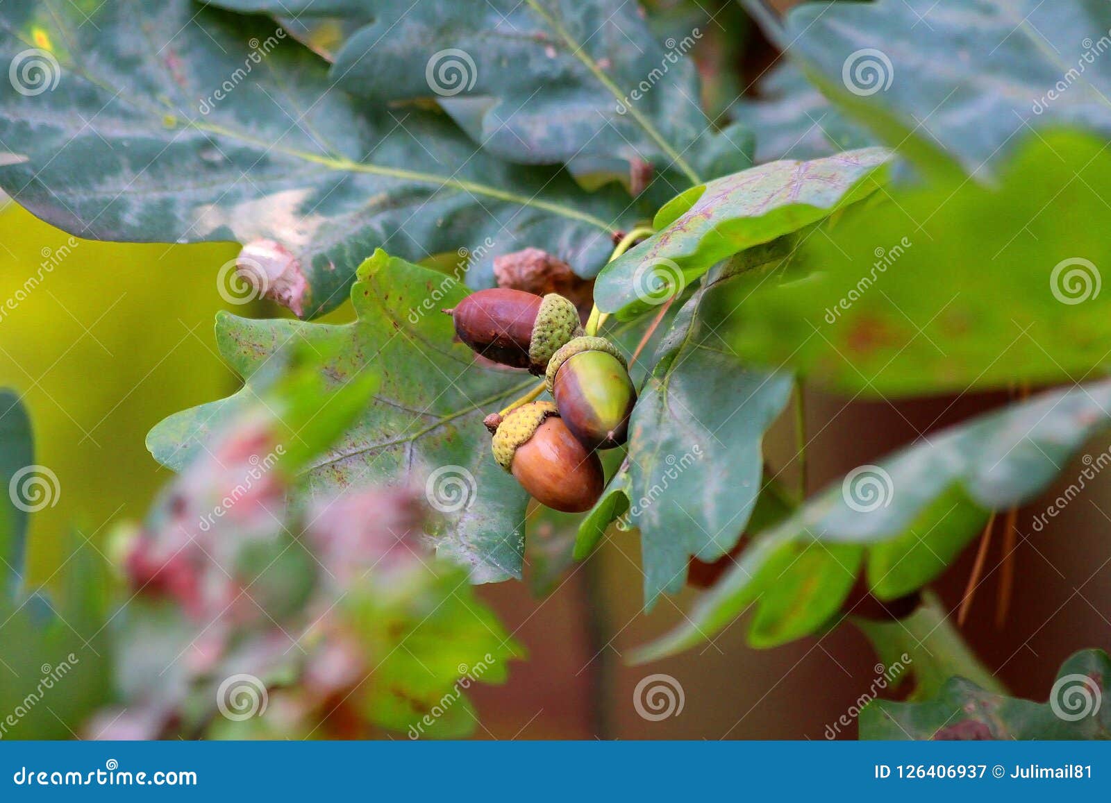 Acorns in the forest stock image. Image of animals, landscape - 126406937