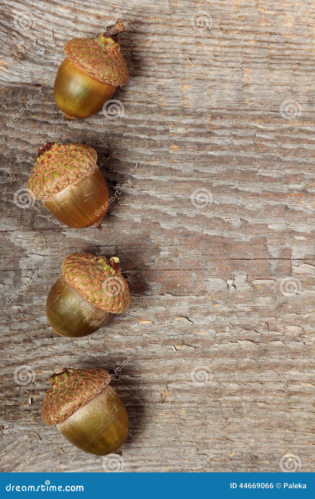 Acorns stock photo. Image of nature, wood, board, brown - 44669066
