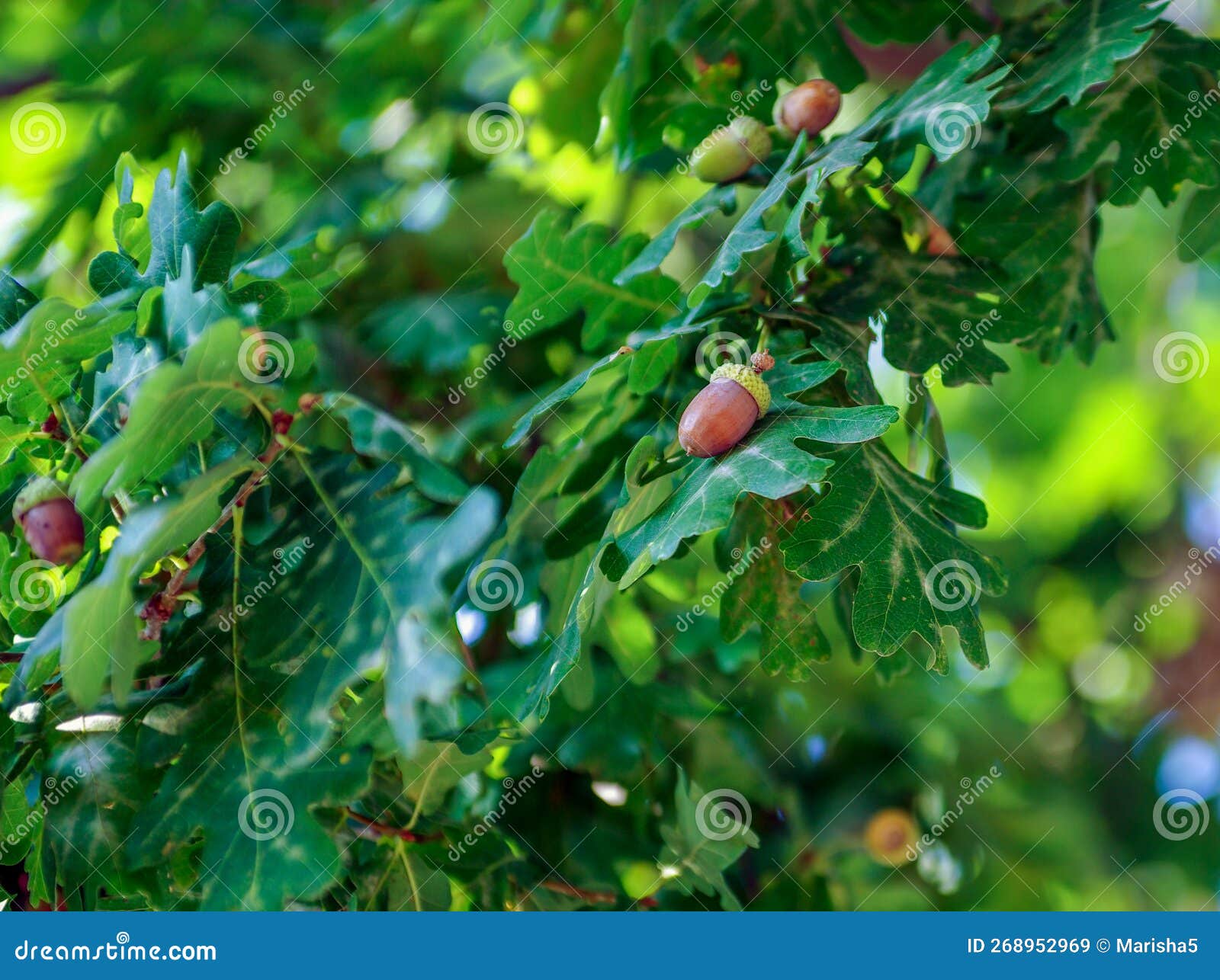 Acorns Fruits on Oak Tree Branch Stock Image - Image of tree, color ...
