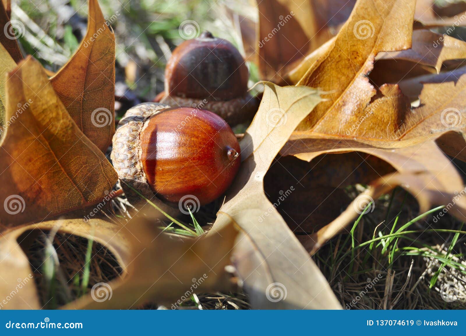 Acorns on the ground stock image. Image of botanical - 137074619