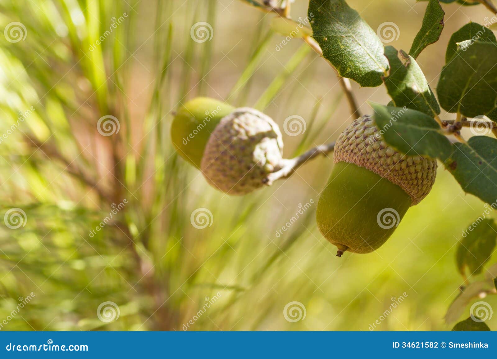 Acorns stock photo. Image of macro, detail, nature, leaves - 34621582