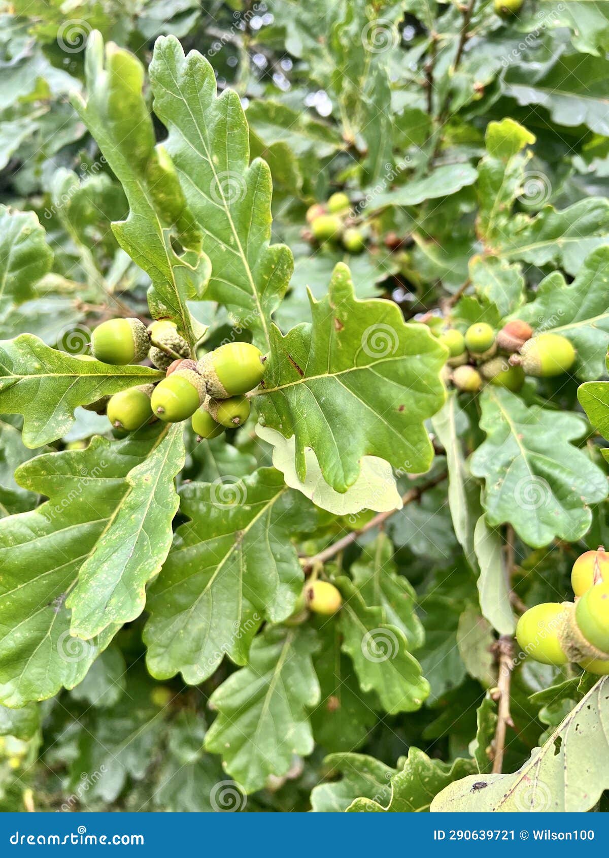 Acorns stock image. Image of grow, nature, green, seeds - 290639721