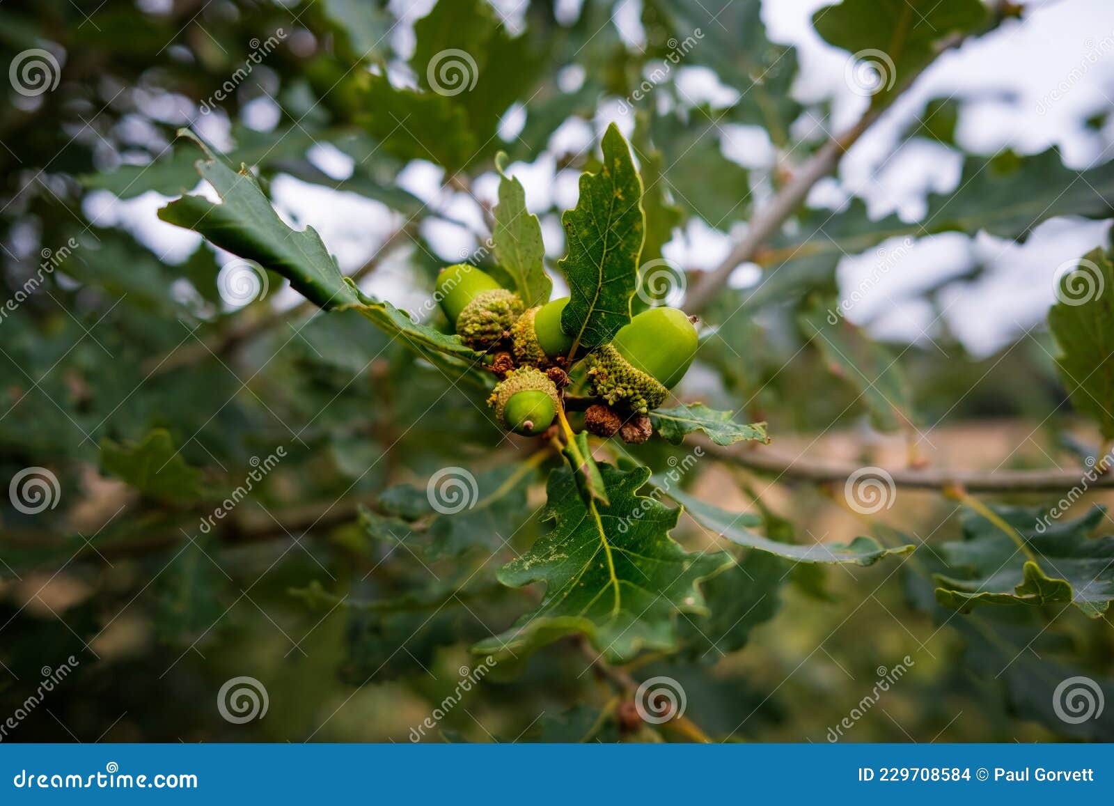 Acorns Growing on the Oak Tree Stock Photo - Image of autumn, branch ...