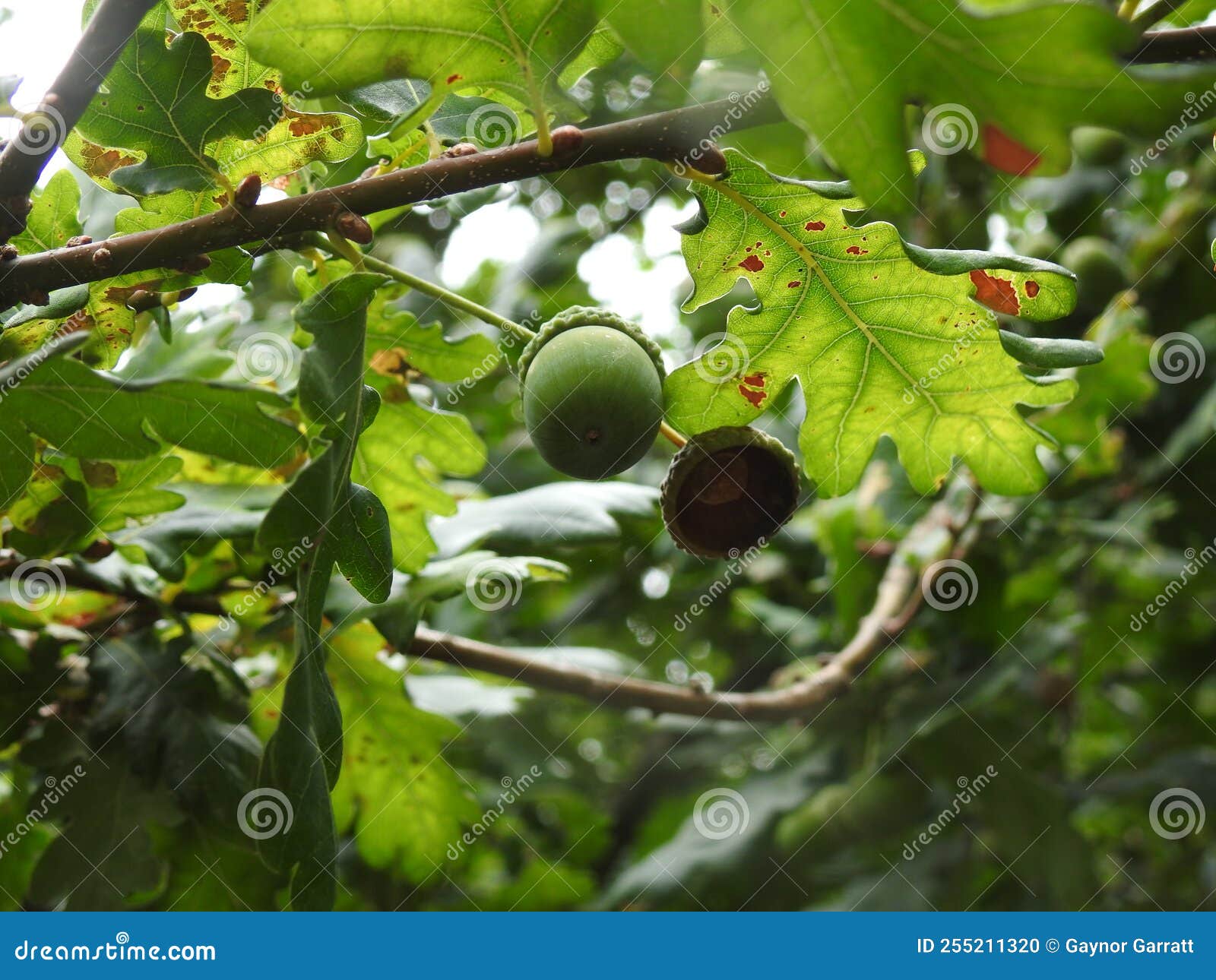 Acorns Growing on an Oak Tree Stock Photo - Image of leaf, autumn ...