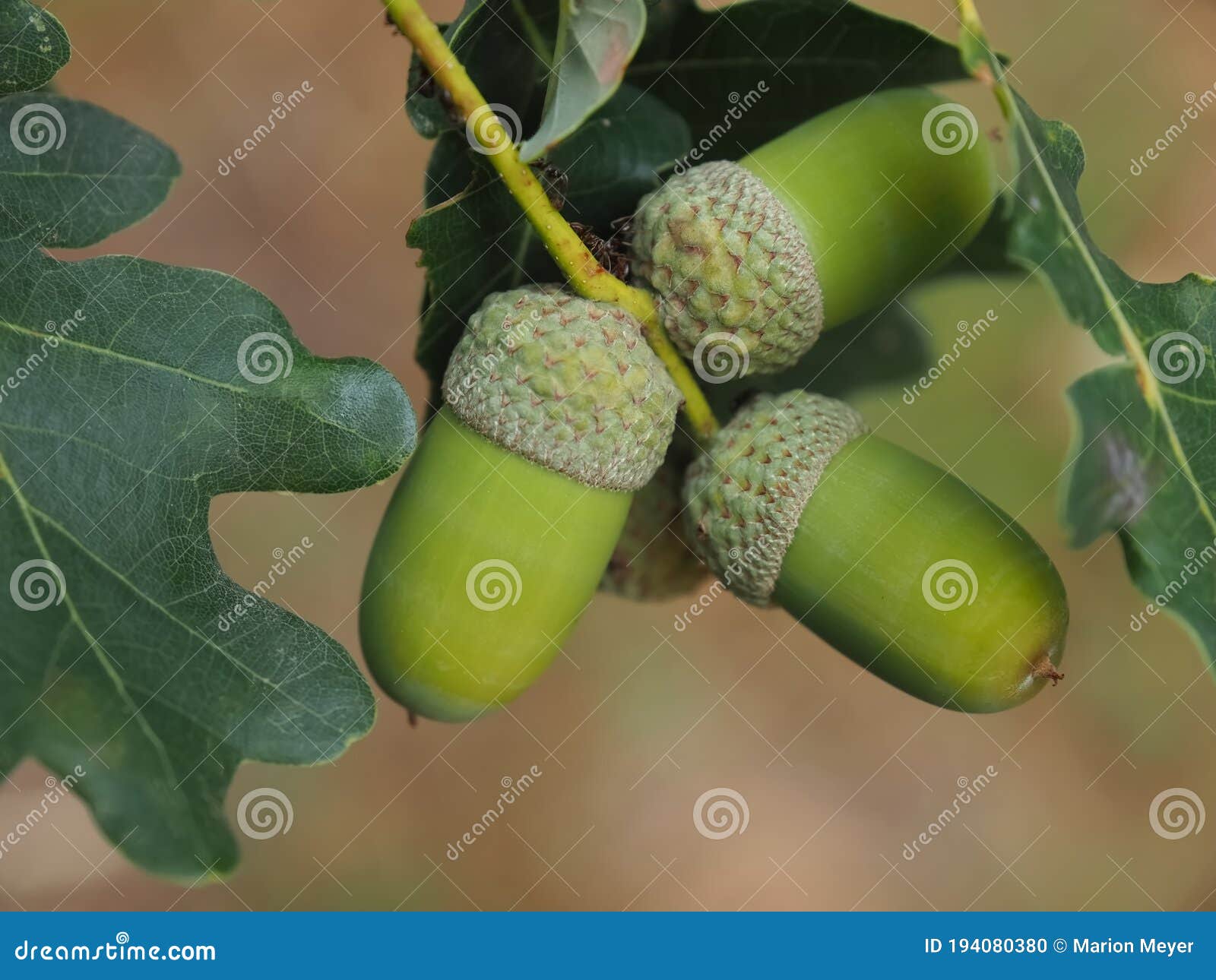 Acorns Hanging on an Acorn Tree in Fall Stock Photo - Image of autumn ...
