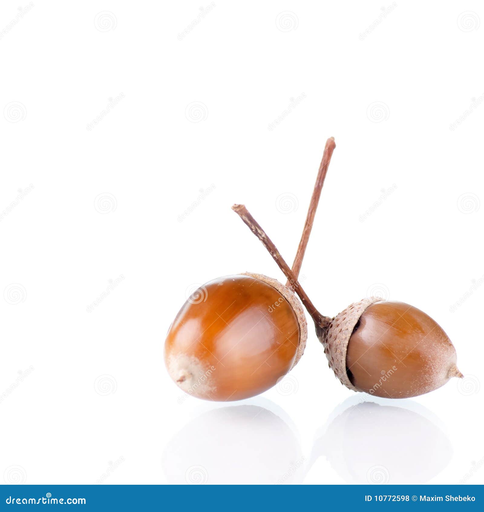 Acorns isolated stock photo. Image of yellow, season - 10772598