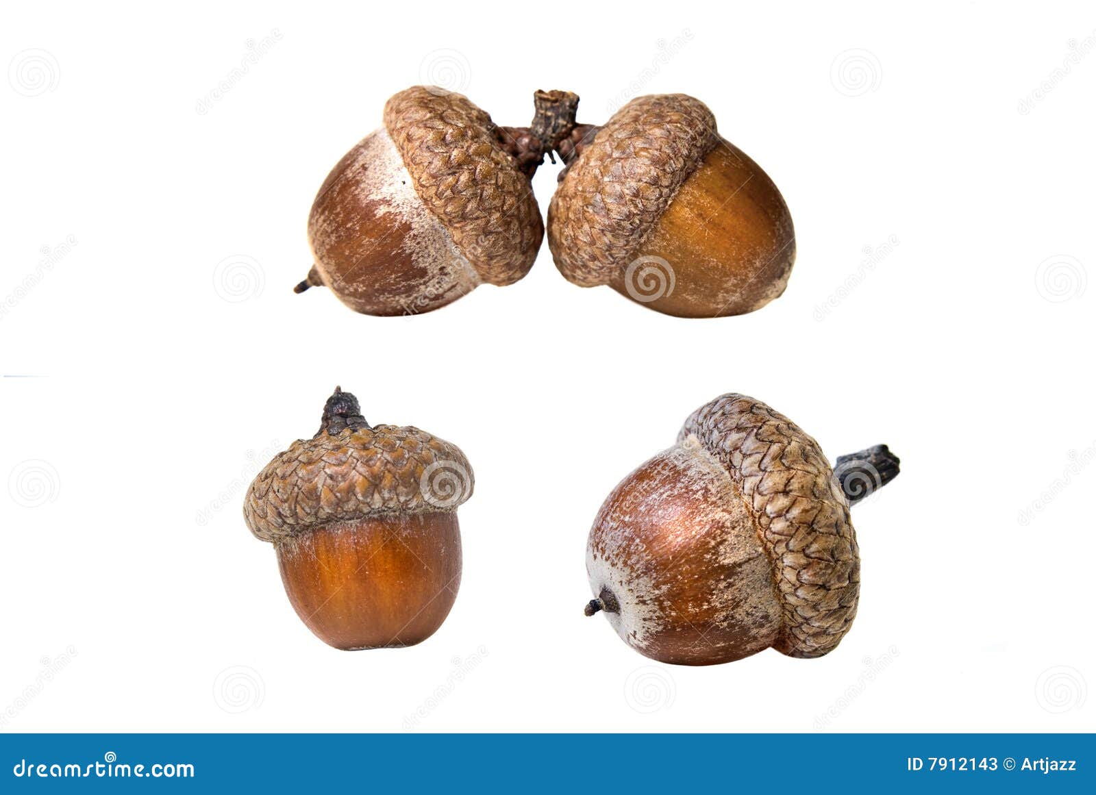 Acorns isolated on white stock image. Image of brown, gold - 7912143