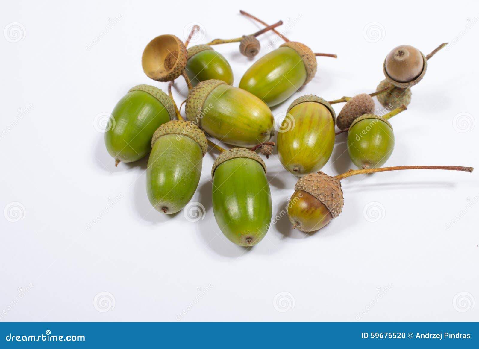 Acorns isolated on white. stock photo. Image of brown - 59676520