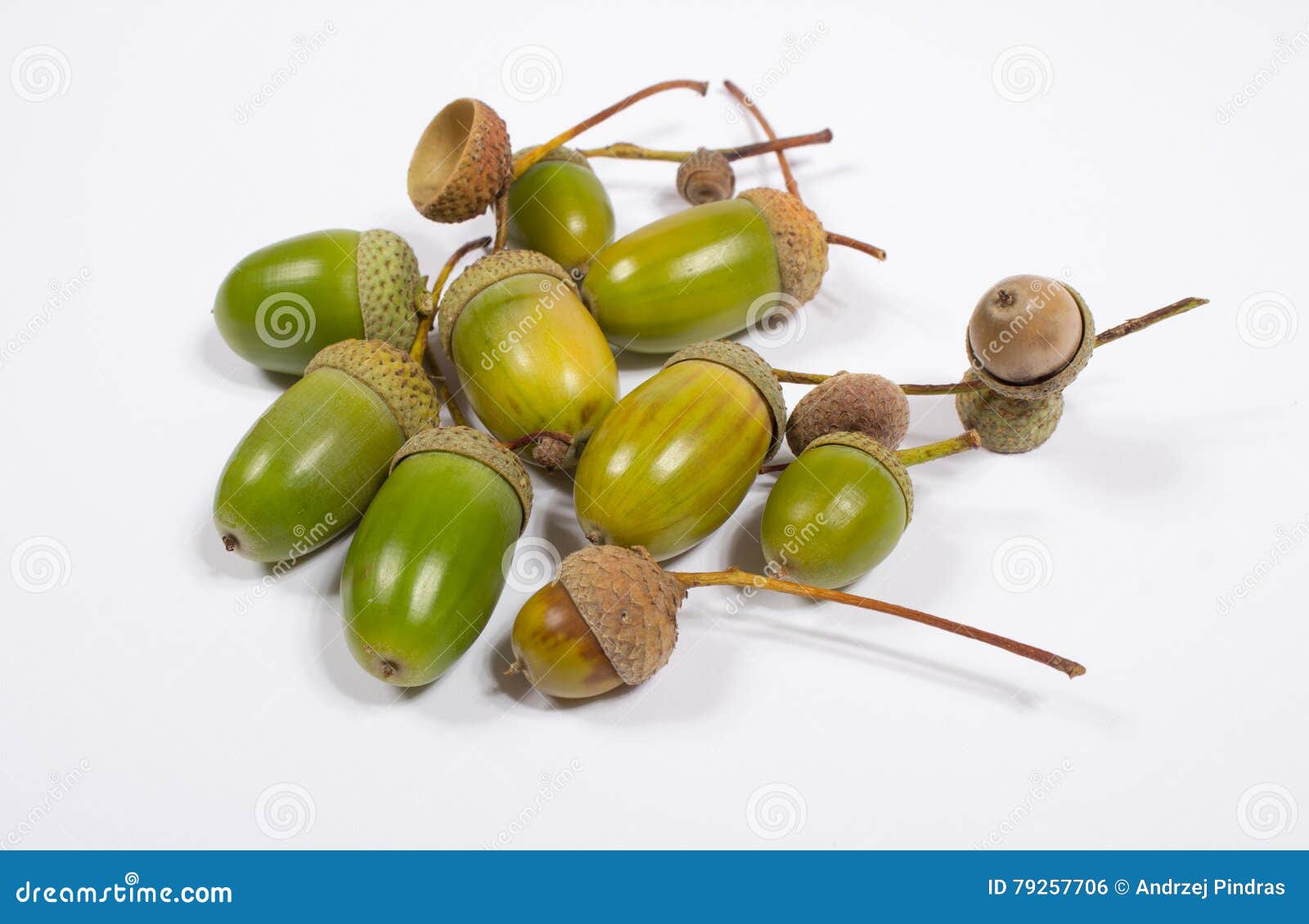 Acorns isolated on white. stock photo. Image of leaf - 79257706