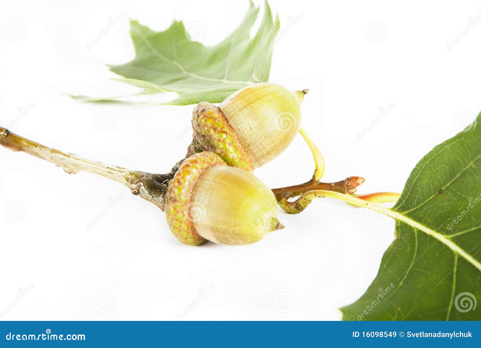 Acorns with leaf stock image. Image of nature, closeup - 16098549