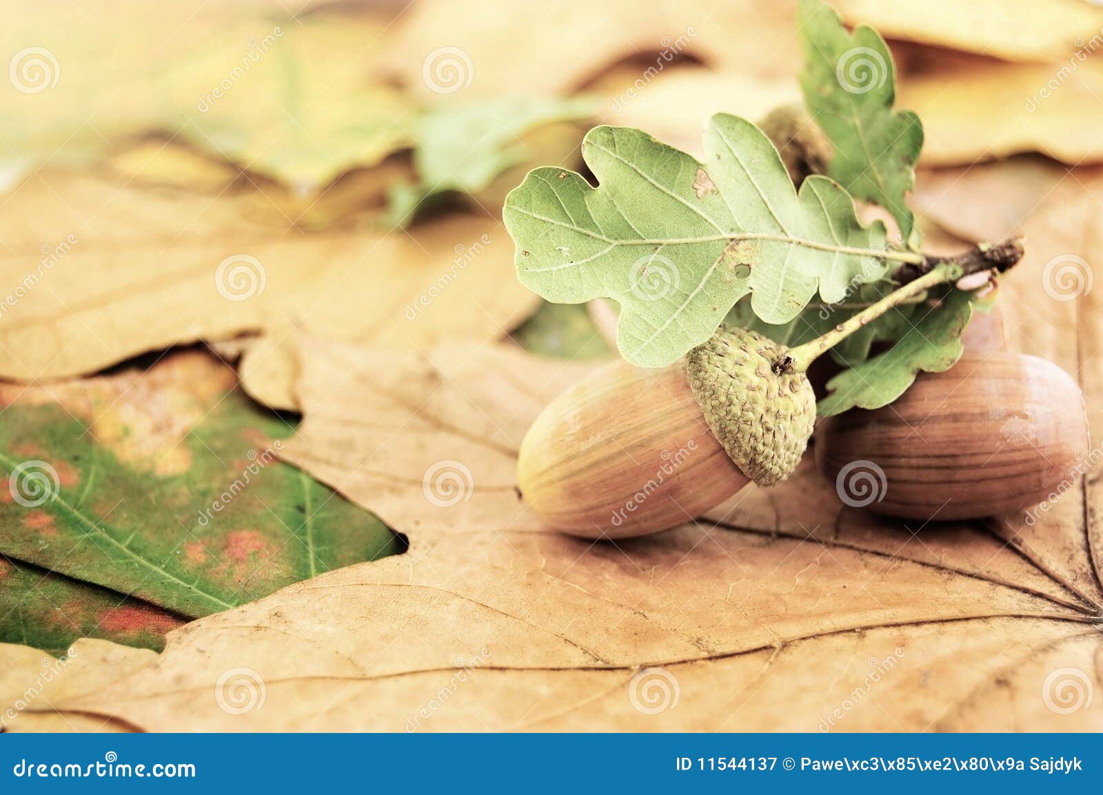 Acorns on the leaves stock image. Image of colorful, organic - 11544137