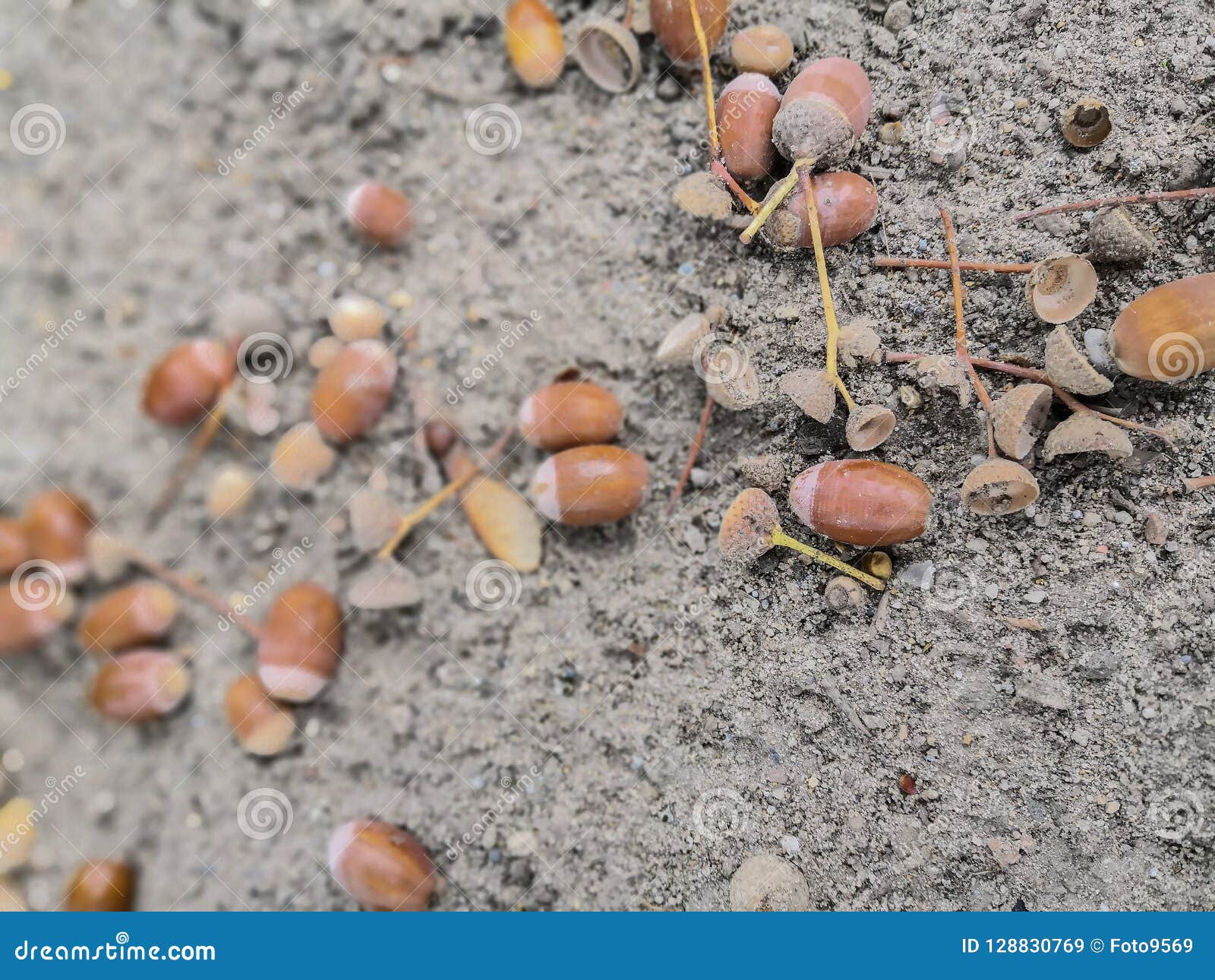 Acorns are Lying on a Sandy Bottom Stock Image - Image of mixed, woods ...