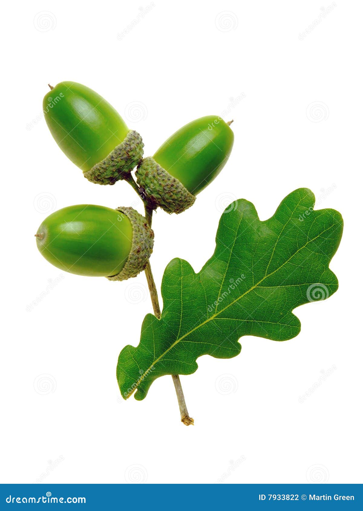 Acorns and Oak Leaf stock photo. Image of growing, conception - 7933822