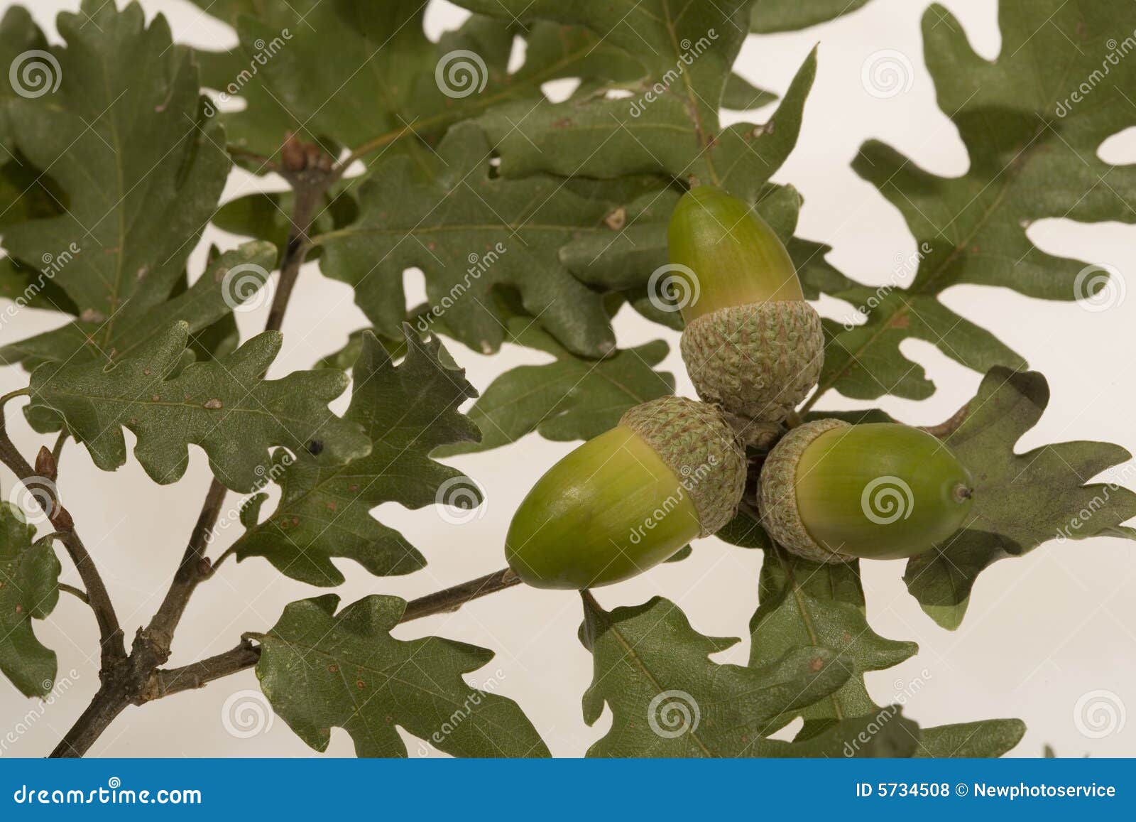 Acorns oak leaves stock photo. Image of color, acorn, green - 5734508
