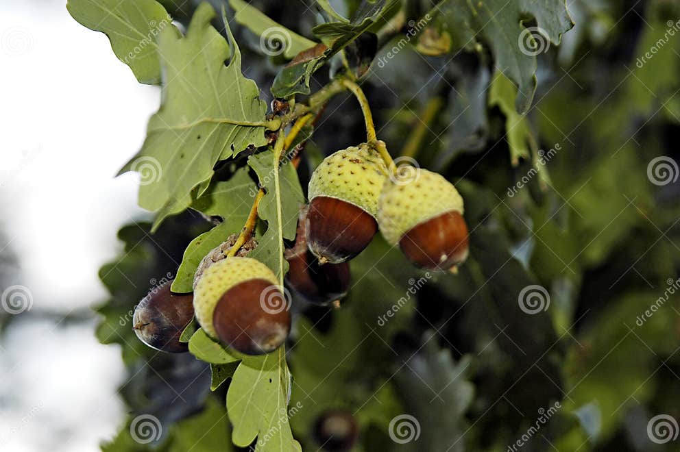 Acorns in oak tree stock image. Image of macro, green - 1437859