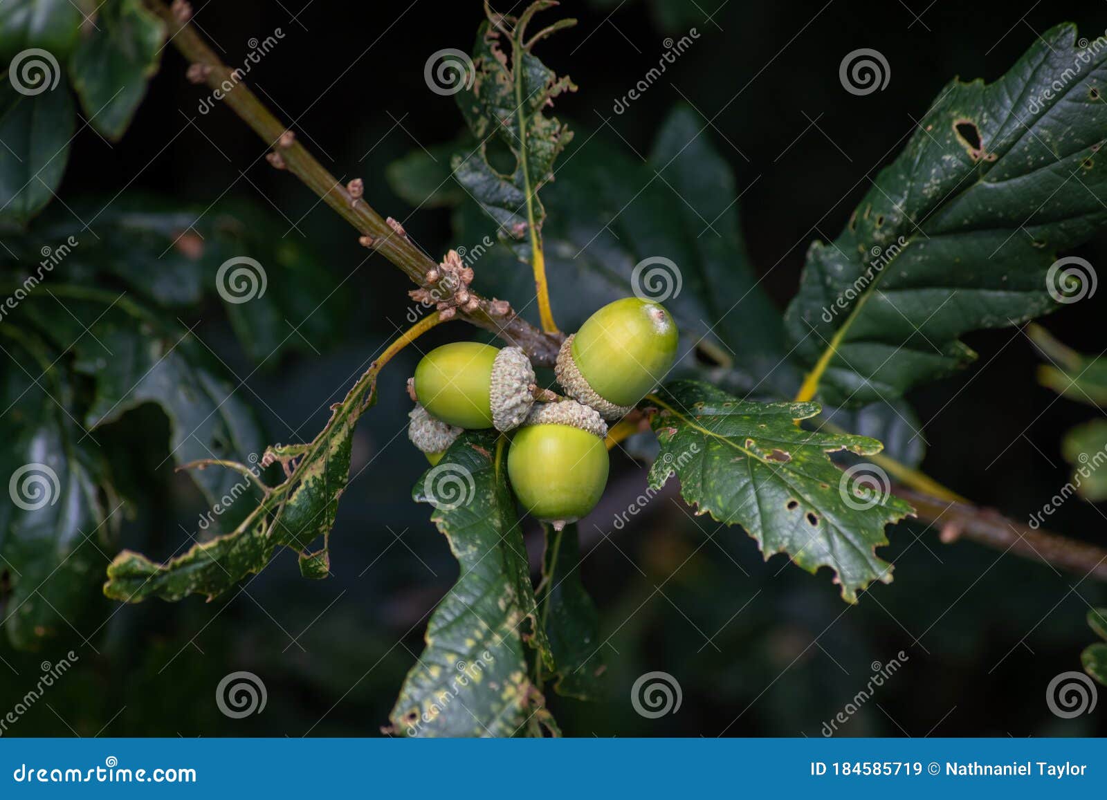 3 Acorns in an Oak tree stock image. Image of leaf, fruit - 184585719