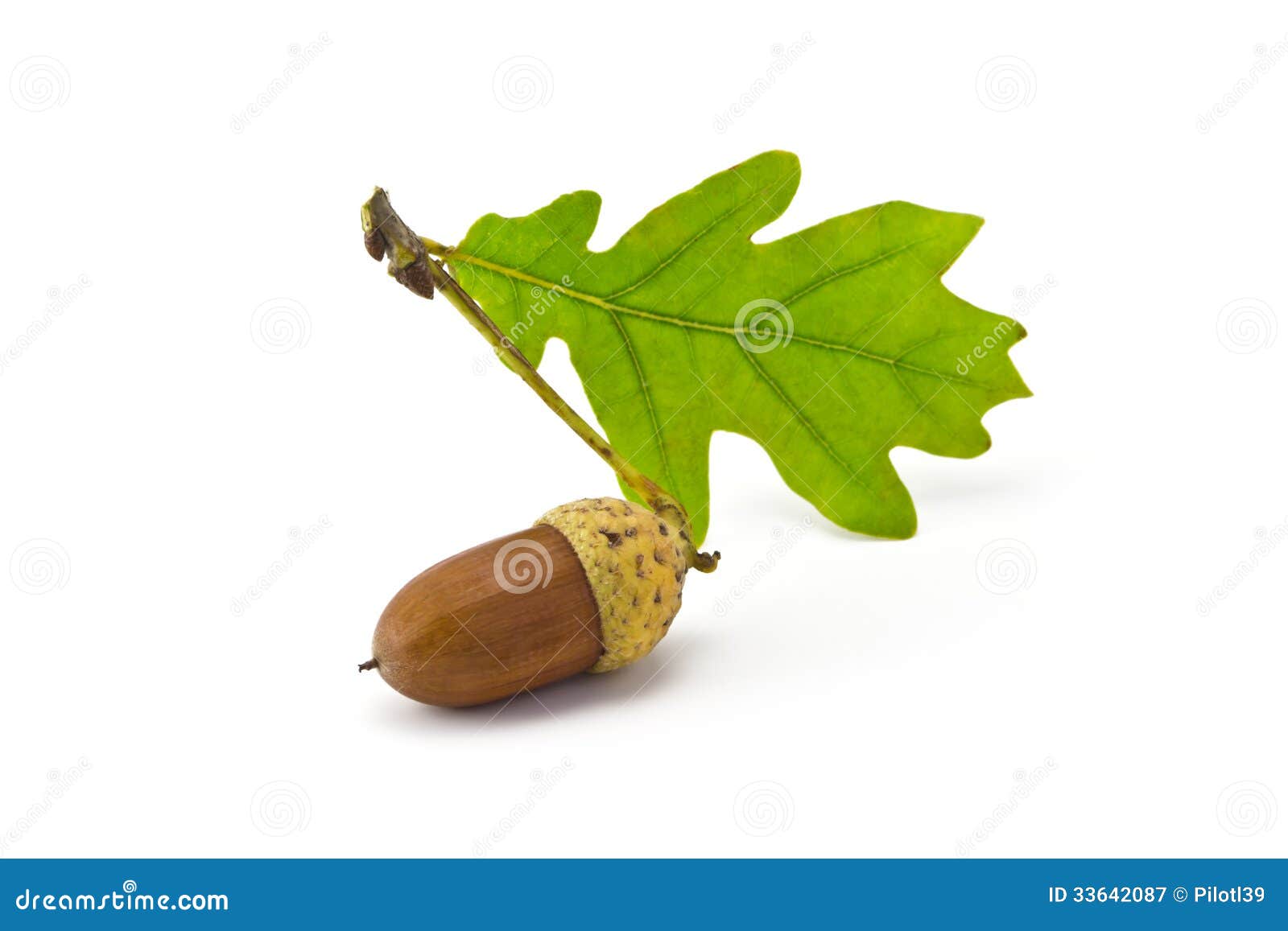 Acorns stock image. Image of objects, leaf, closeup, leaves - 33642087