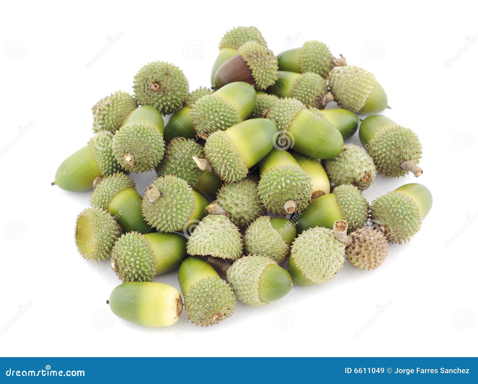 Acorns pile stock image. Image of bush, acorn, white, nature - 6611049