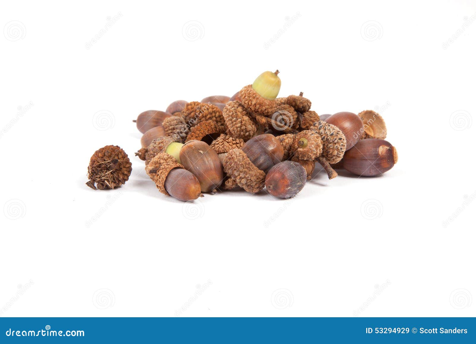 Acorns stock image. Image of pile, seed, acorns, group - 53294929