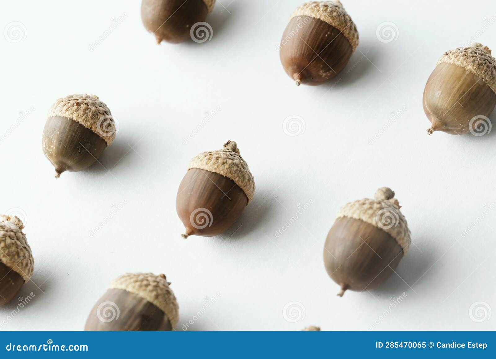 Acorns in Rows for Fall Season Stock Image - Image of isolated, white ...