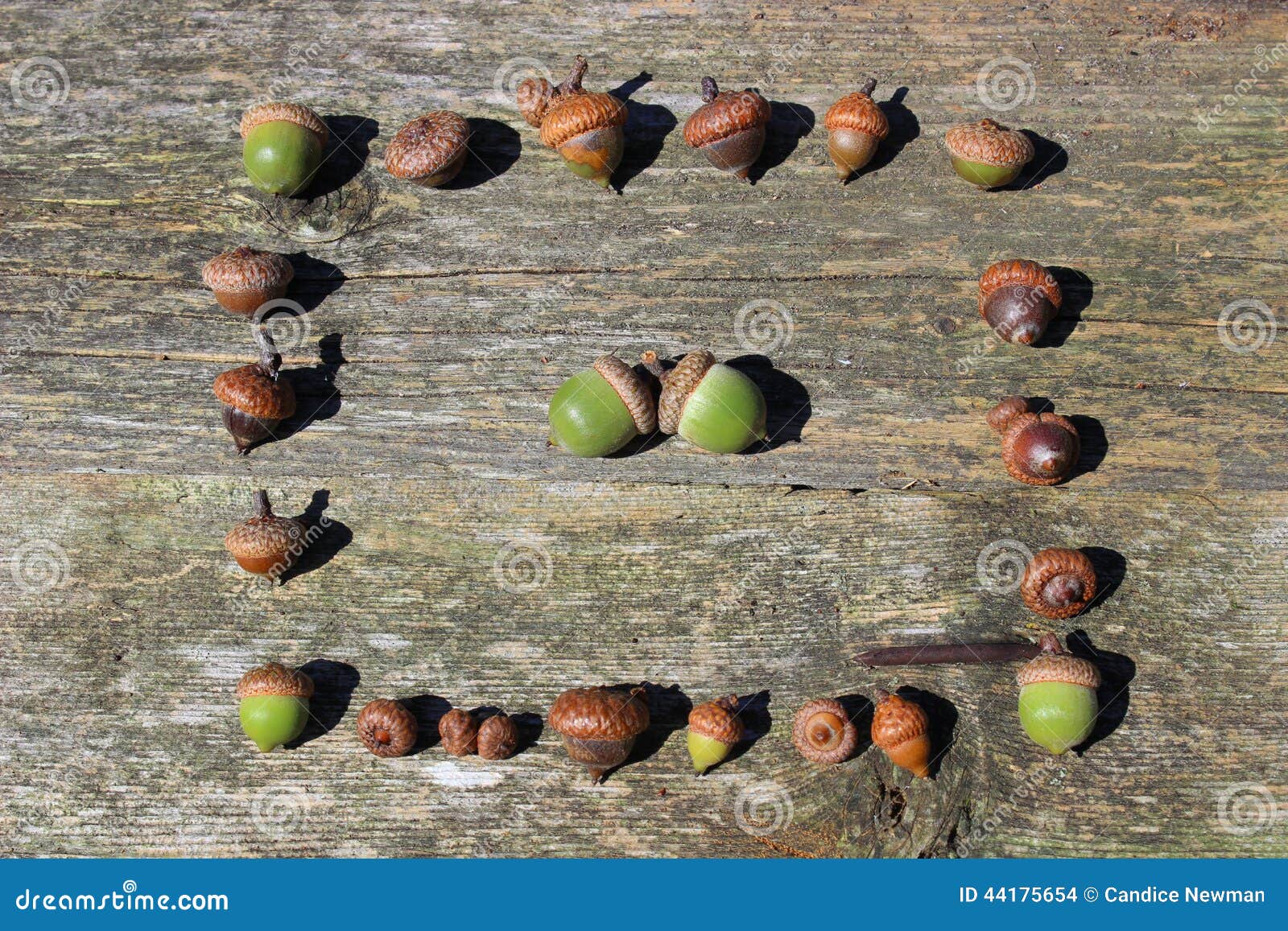 Acorns in a Square of Acorns Stock Photo - Image of acorns, laying ...