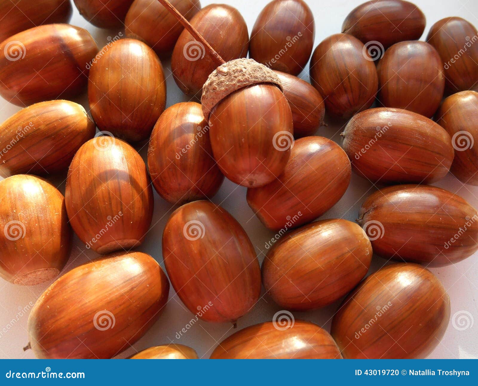Acorns texture background stock photo. Image of decor - 43019720