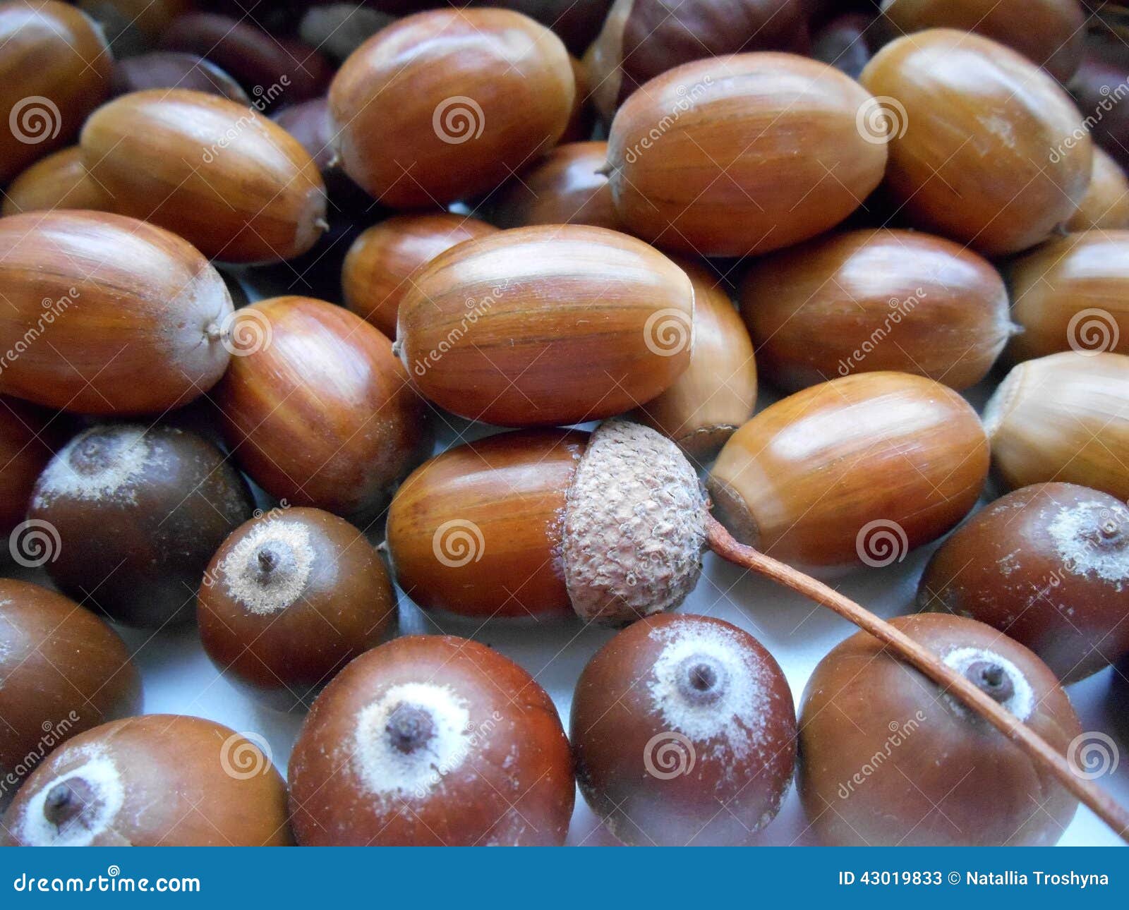 Acorns texture background stock image. Image of beautiful - 43019833