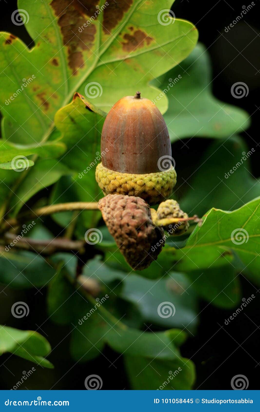 Acorns in a tree stock image. Image of outdoor, natural - 101058445