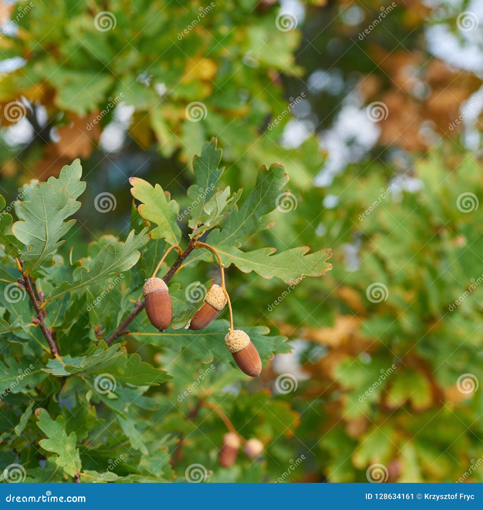 Acorns on the tree stock image. Image of heap, backdrop - 128634161