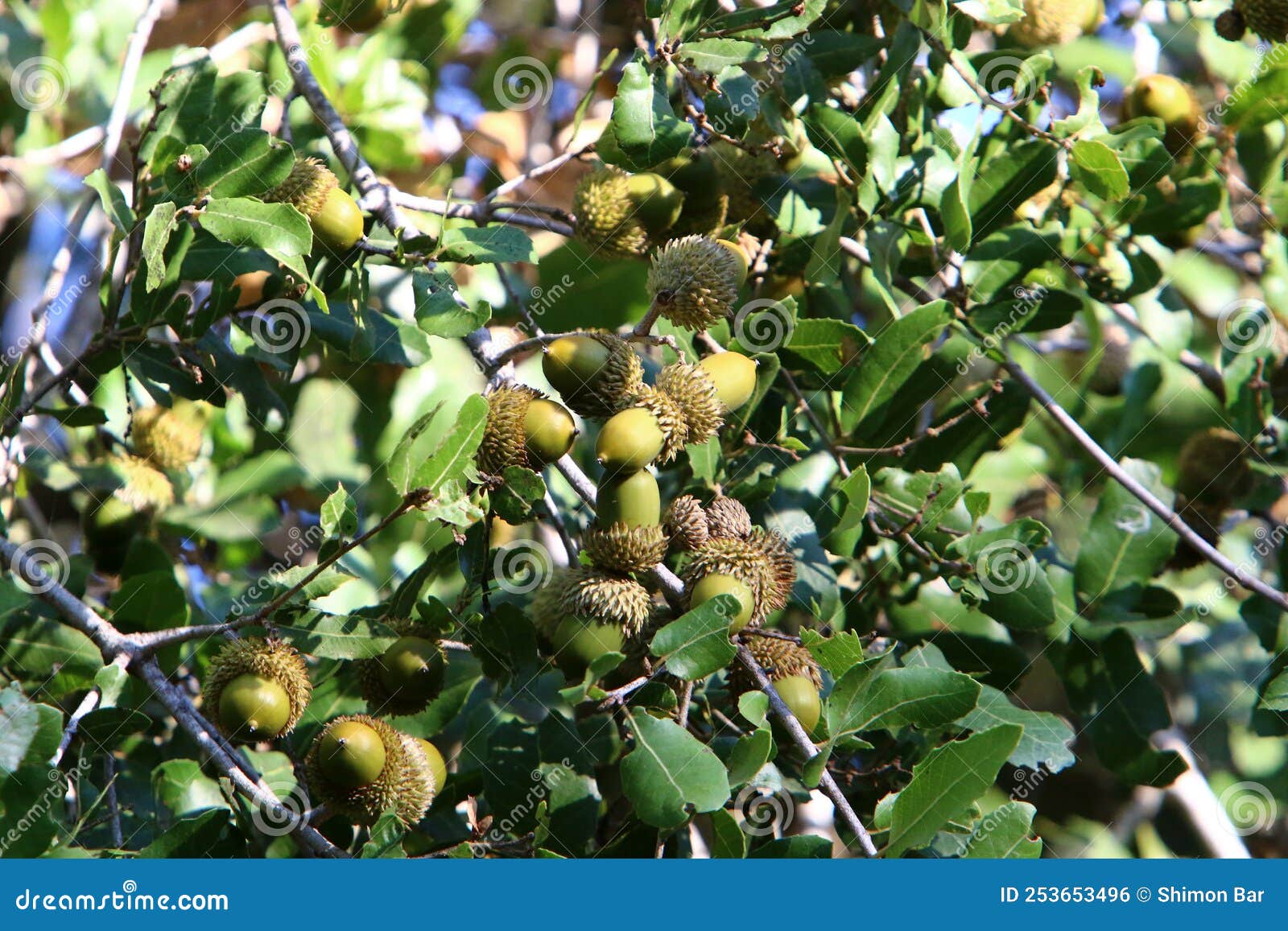 Syncarp Fruit Stock Photos - Free & Royalty-Free Stock Photos from ...