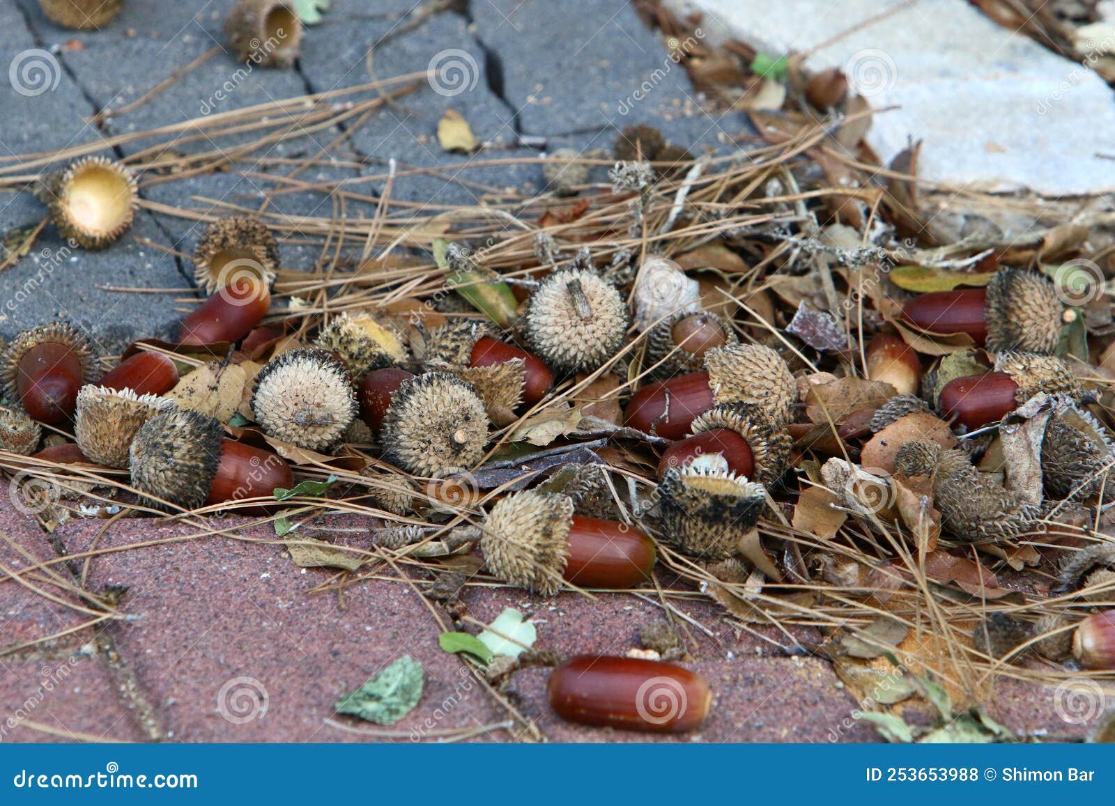 Acorns on a Tree in a City Park. Stock Photo - Image of environment ...