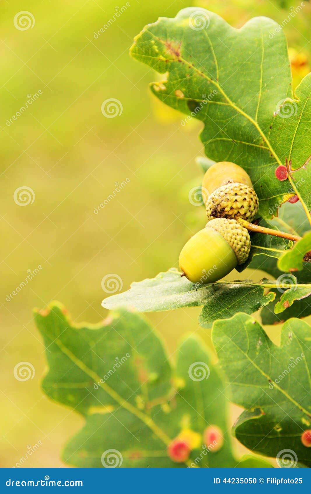 Acorns on tree stock photo. Image of earthly, food, wood - 44235050
