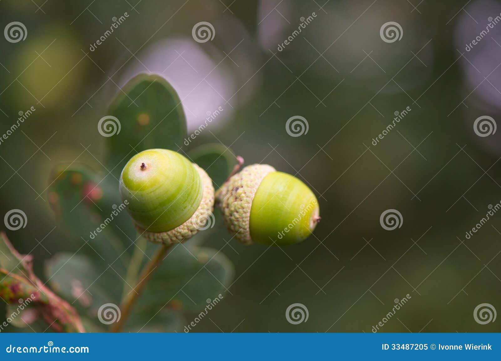 Acorns in tree stock image. Image of environment, frame - 33487205