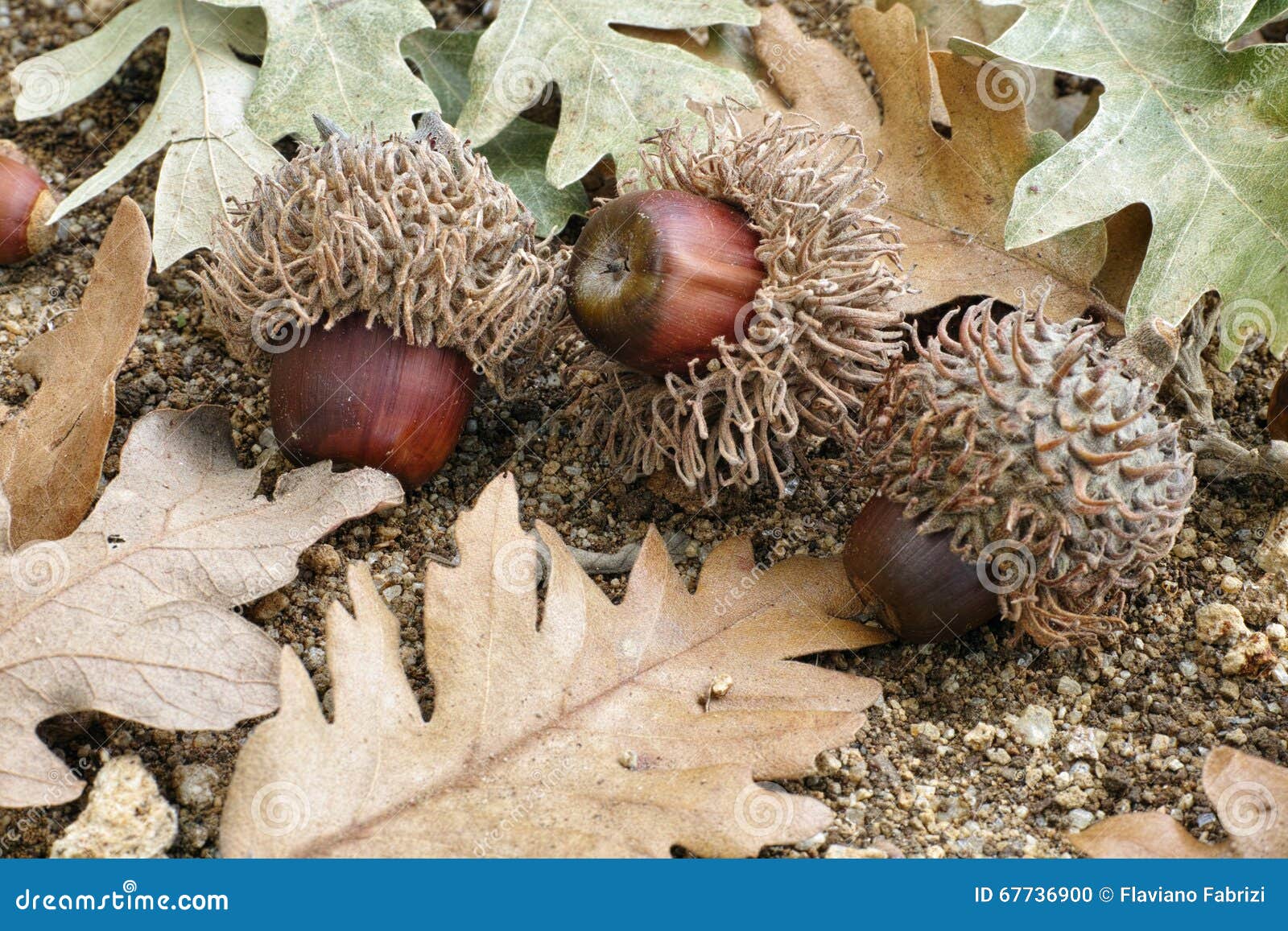Acorns of turkey oak stock photo. Image of plant, turkey - 67736900