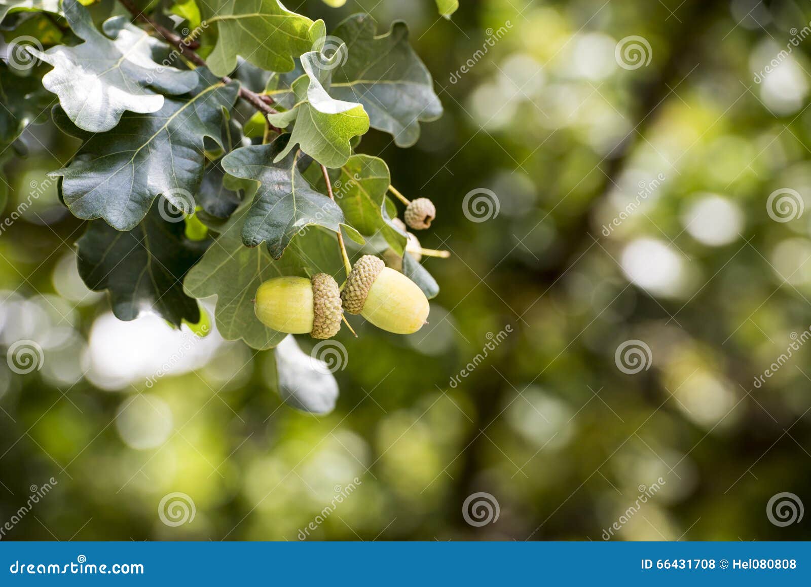 Acorns stock photo. Image of natural, branch, growing - 66431708