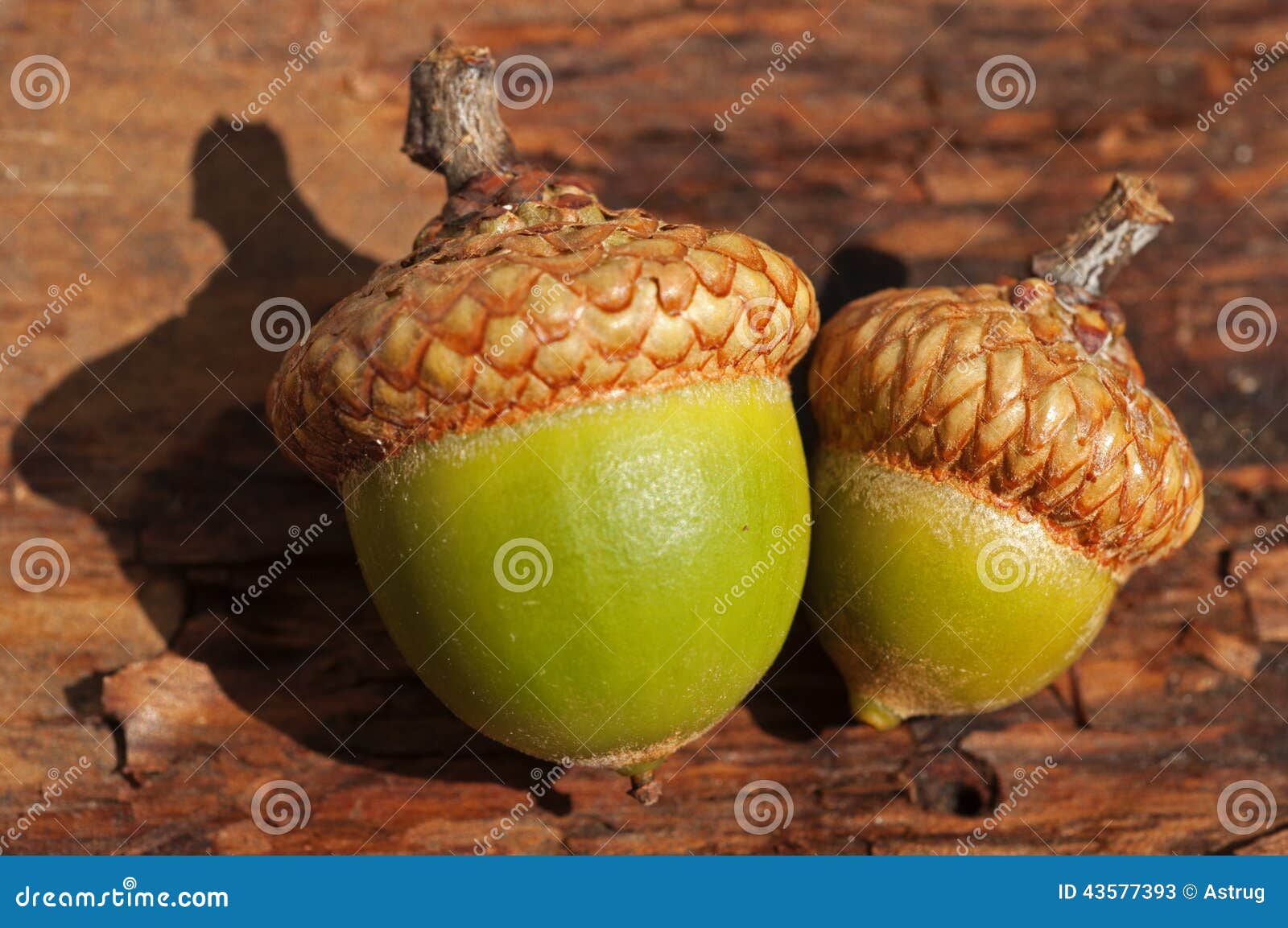 Acorns stock image. Image of line, natural, pannage, background - 43577393