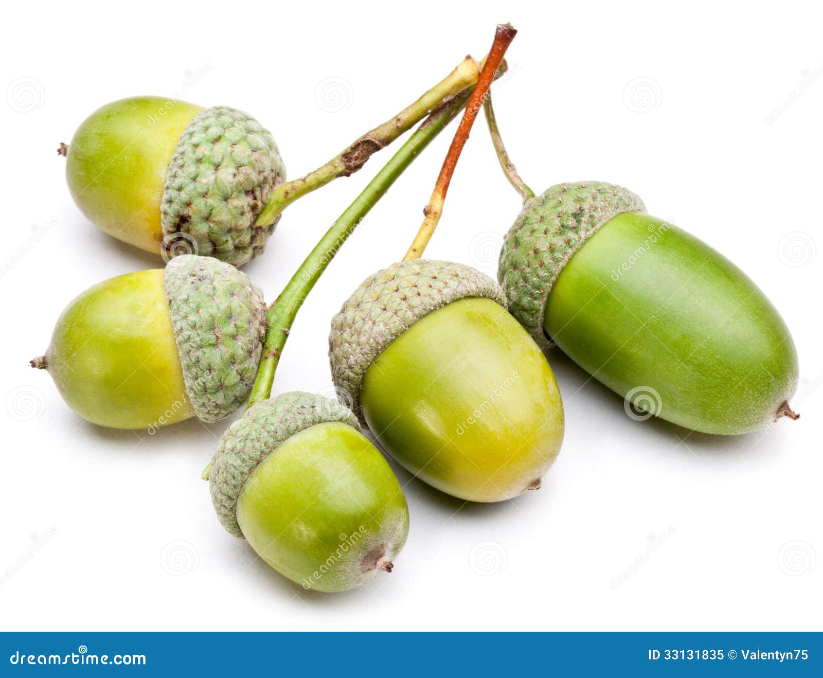 Acorns stock image. Image of autumn, season, tree, acorn - 33131835